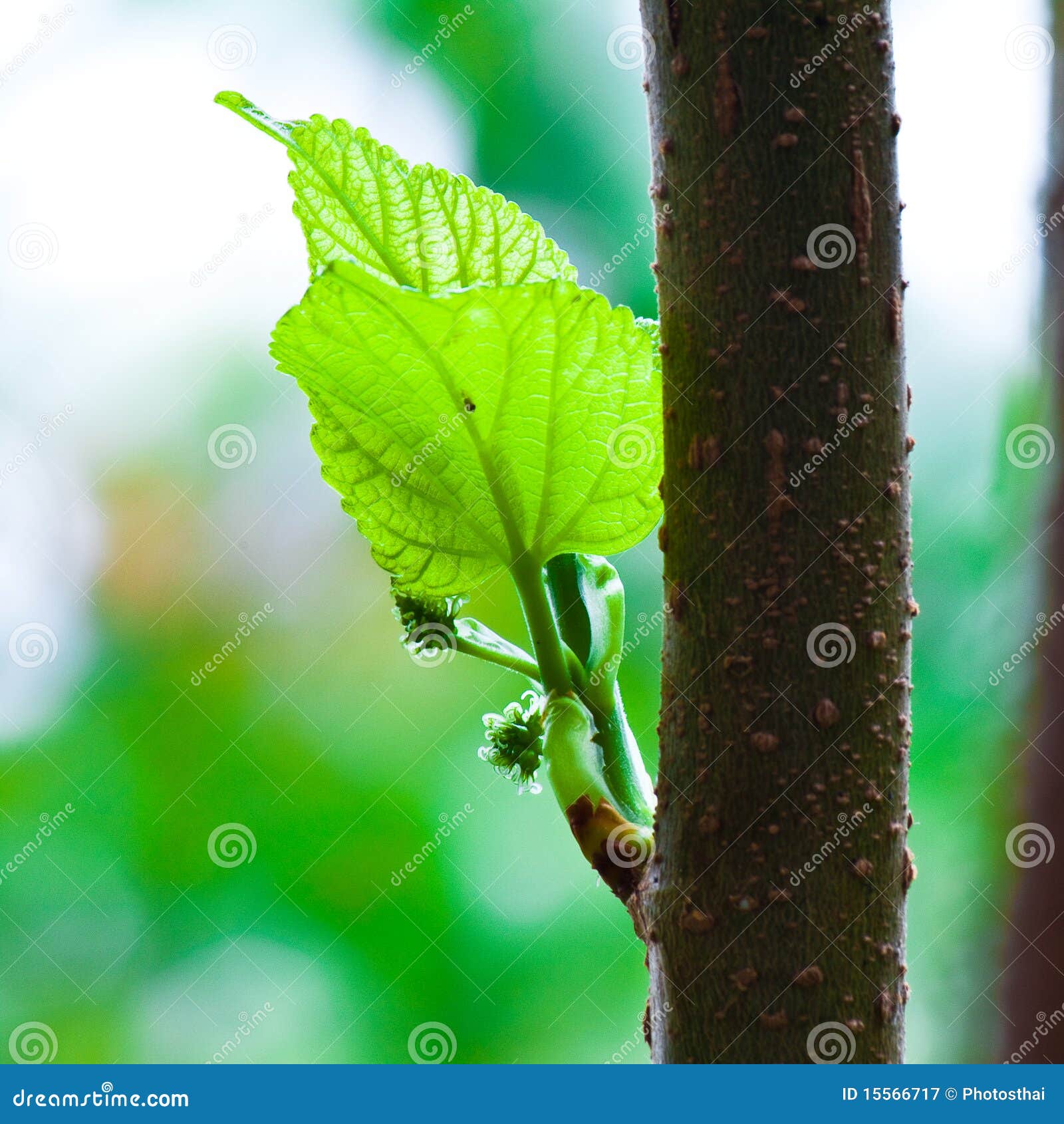 Young Bud stock image. Image of color, plant, leaf, flora - 15566717