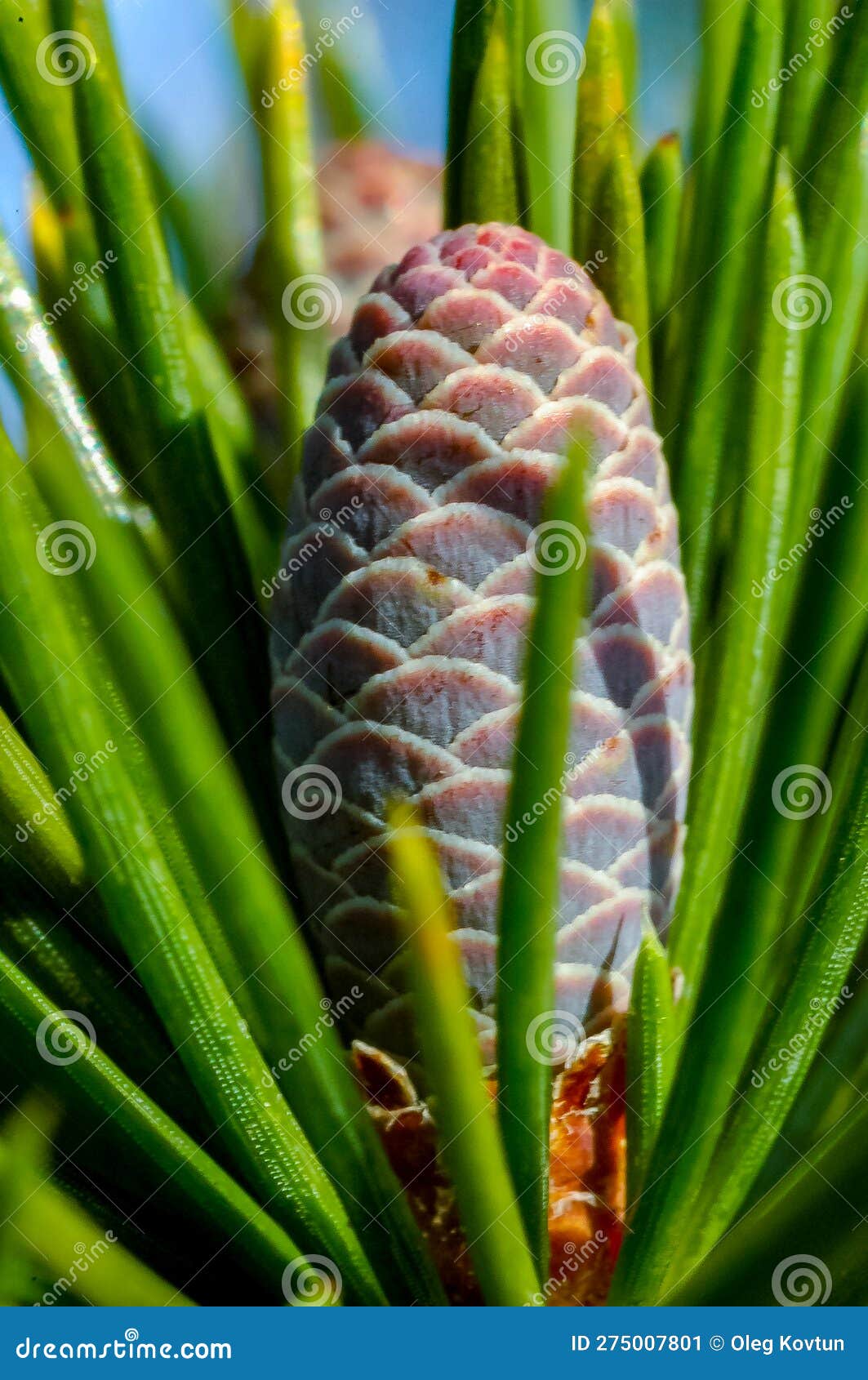 Young Bud and Cone on a Pine Tree, Close-up Stock Image - Image of green, leaf: 275007801