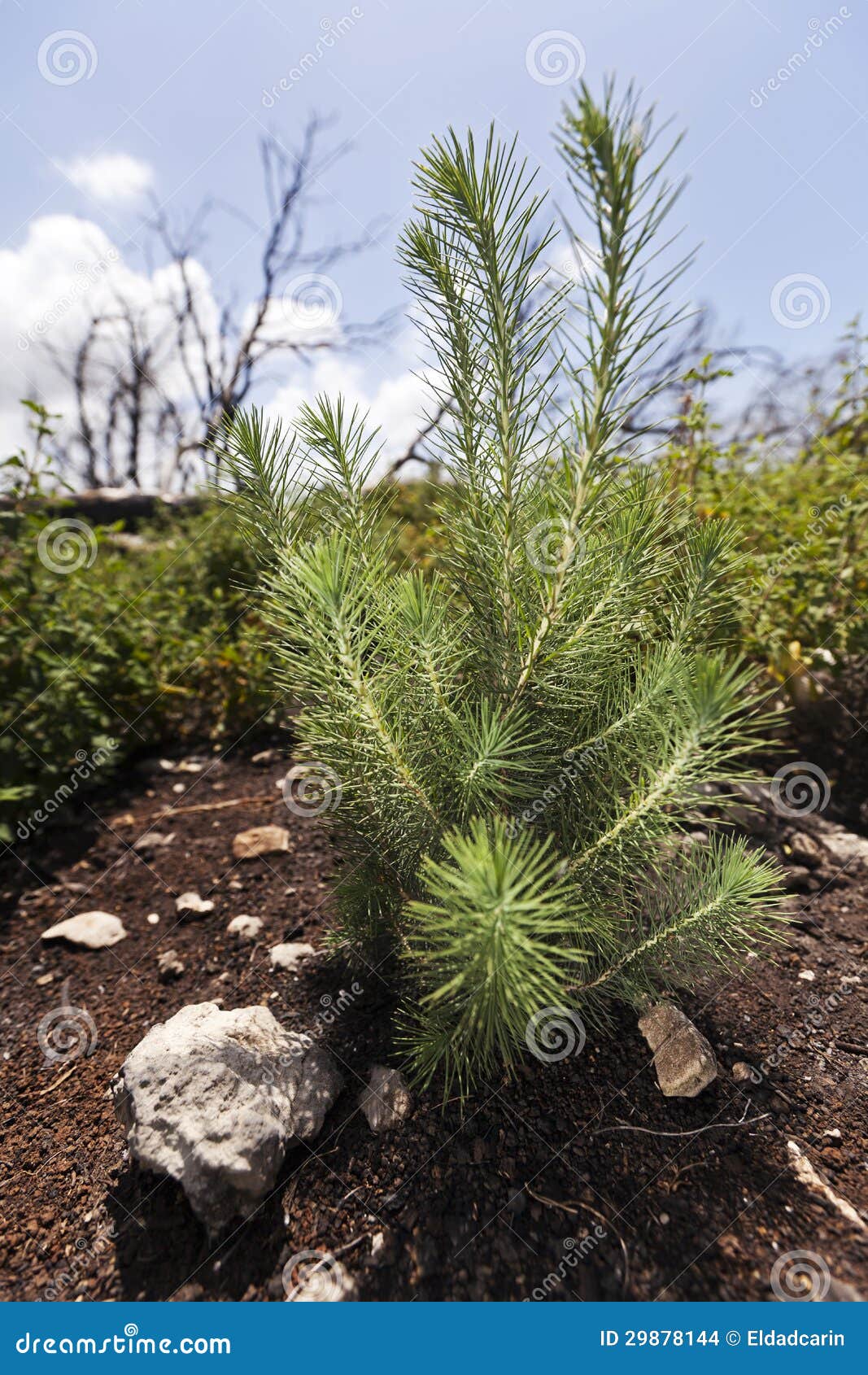 Budding Pine Tree stock photo. Image of deforestation - 29878144
