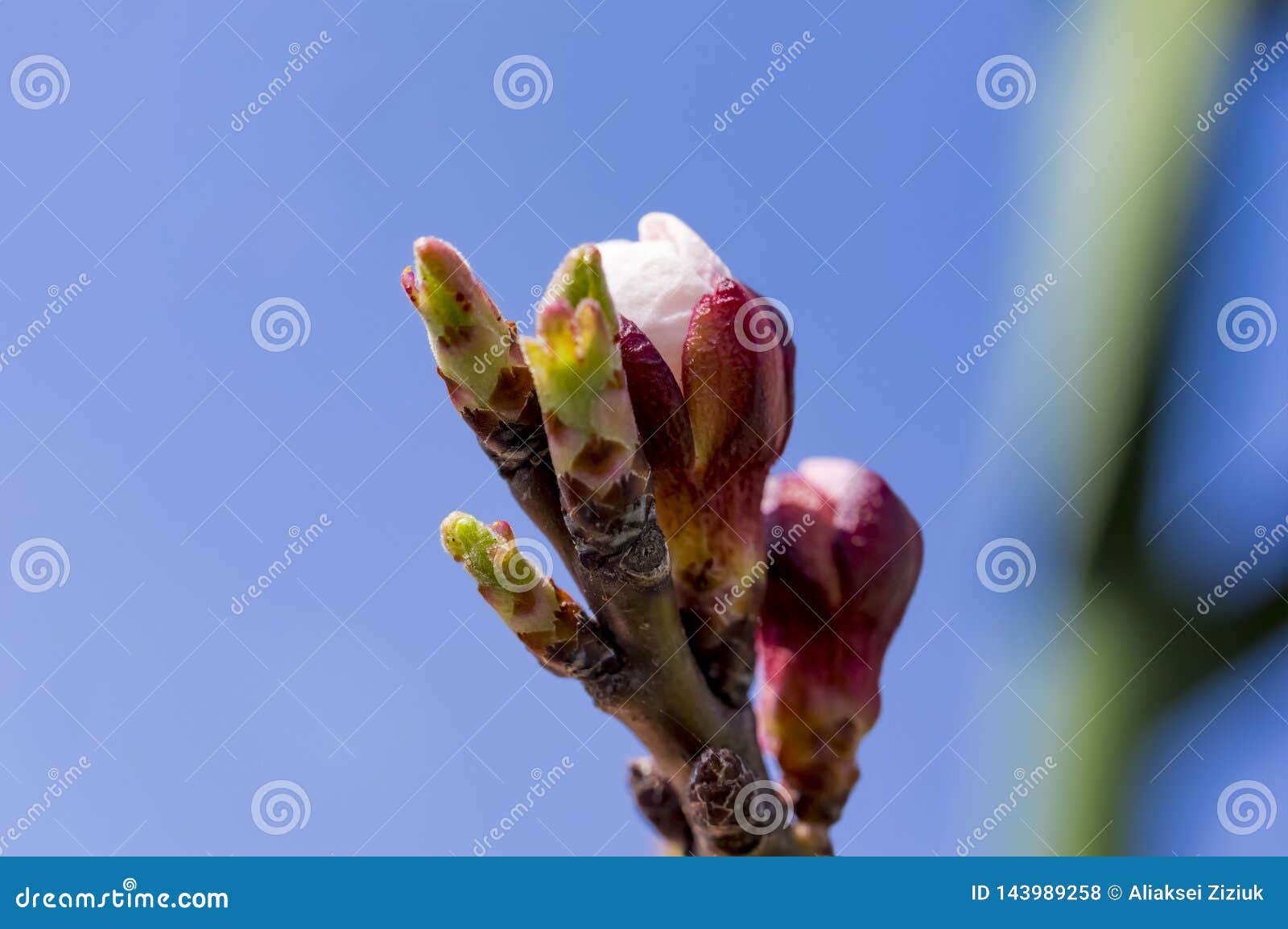 New Buds And Leaves Sprouting On A Tree Royalty-Free Stock Image ...