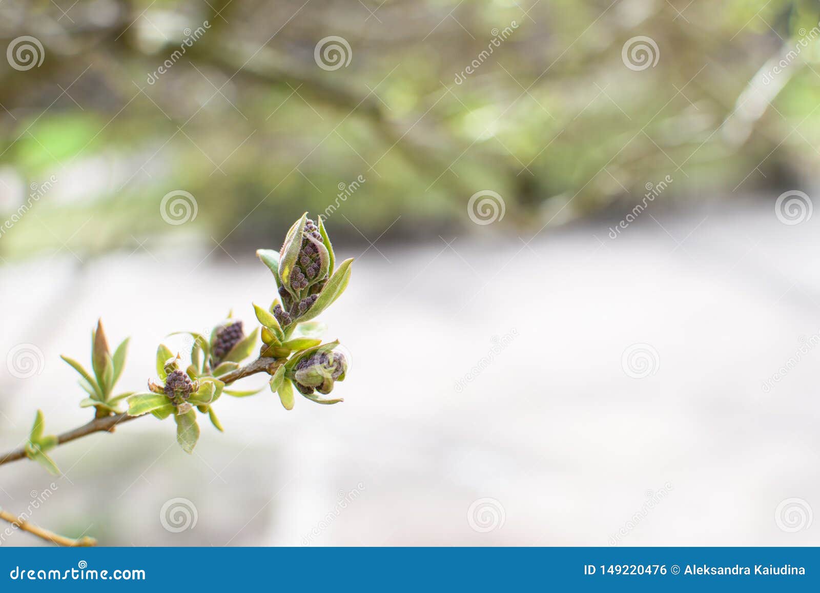 Young bud of a rowan tree. stock photo. Image of background - 149220476