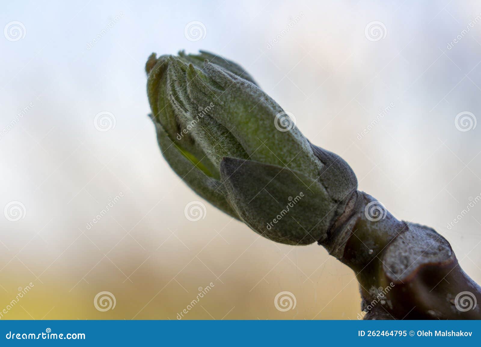 Young bud of a walnut stock image. Image of budding - 262464795