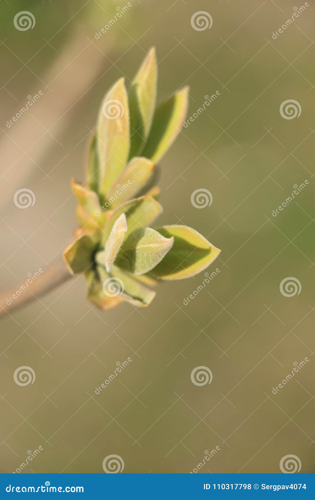 Young Budding Spring Bud Closeup Stock Photo - Image of flowering ...