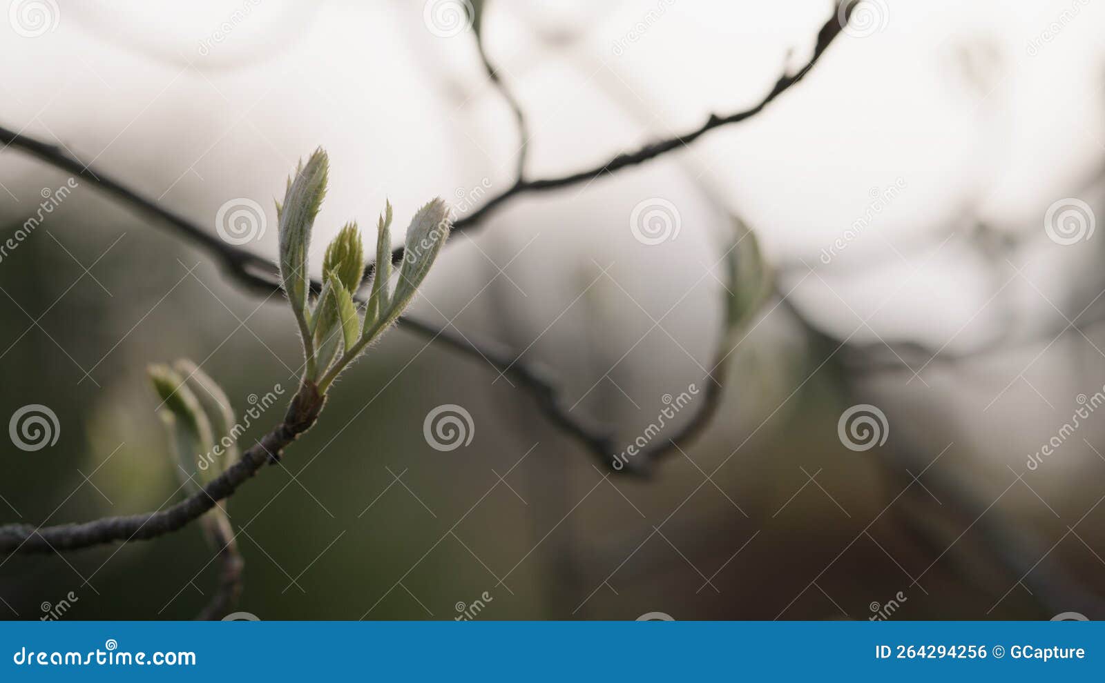 Young Buds on Branch in Spring Stock Photo - Image of sunlight, leaves ...
