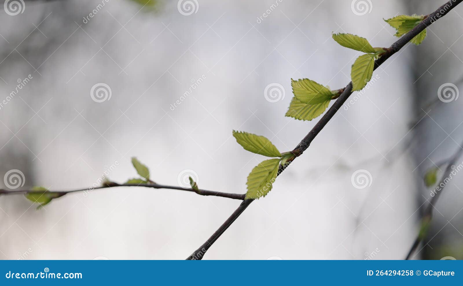 Young Buds on Branch in Spring Stock Photo - Image of sprout ...