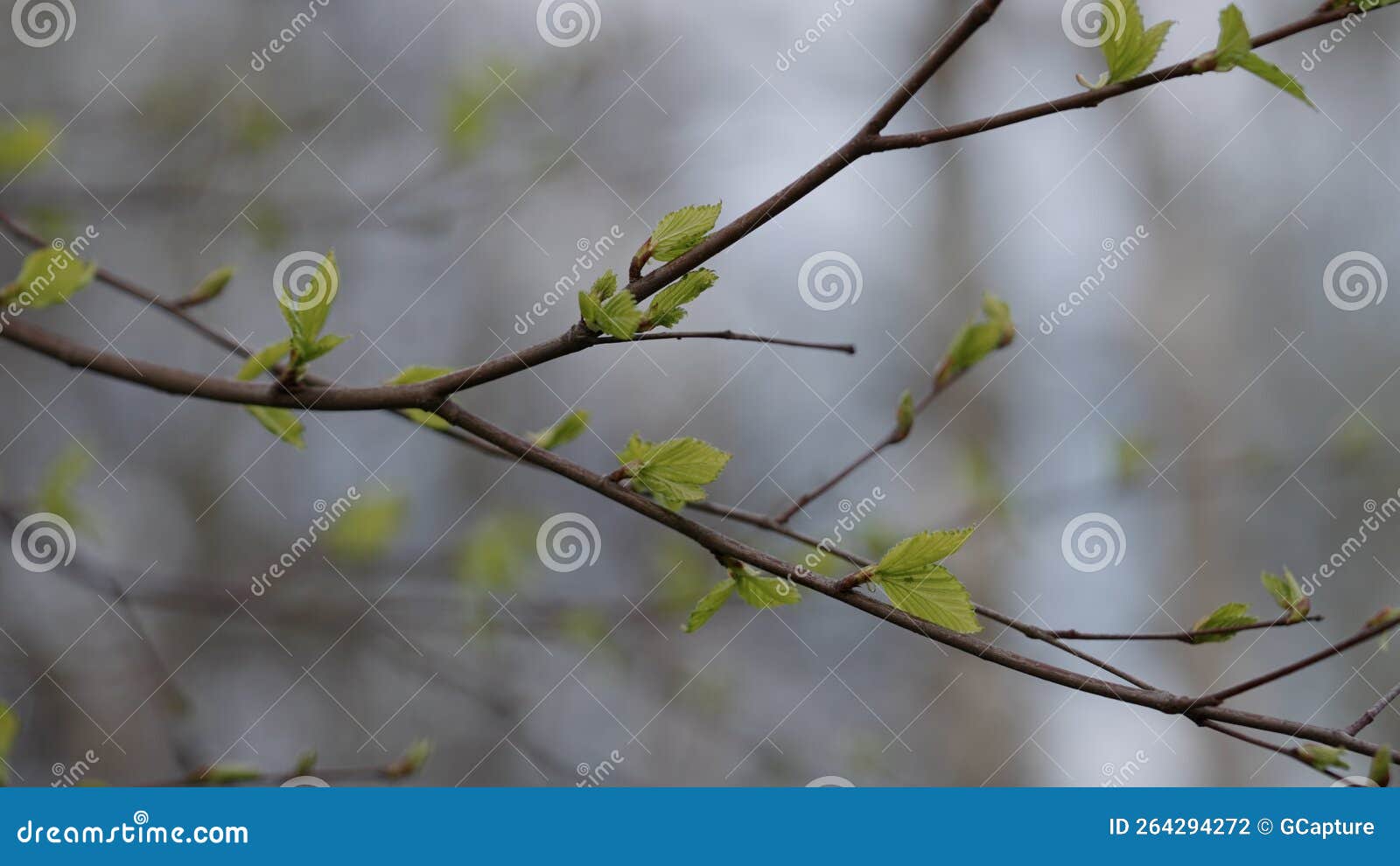 Young Buds on Branch in Spring Stock Photo - Image of leaf, closeup ...