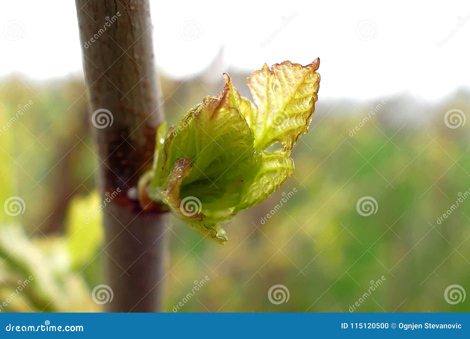 Young buds on branches stock photo. Image of background - 115120500