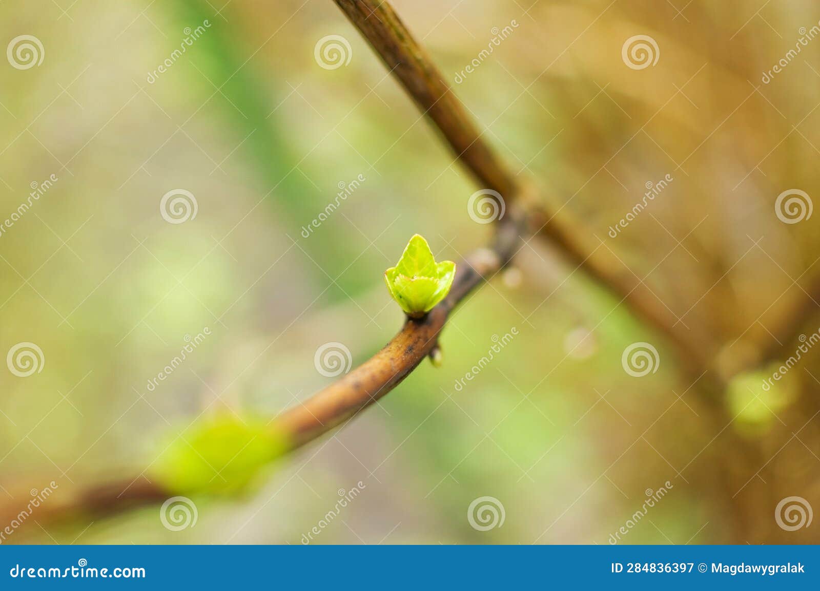 Young Buds on the Bushes during Spring Stock Image - Image of grow ...