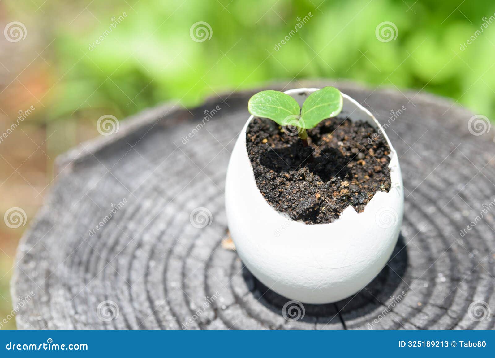 Young Buds Sprouting From The Stem. Royalty-Free Stock Photo ...