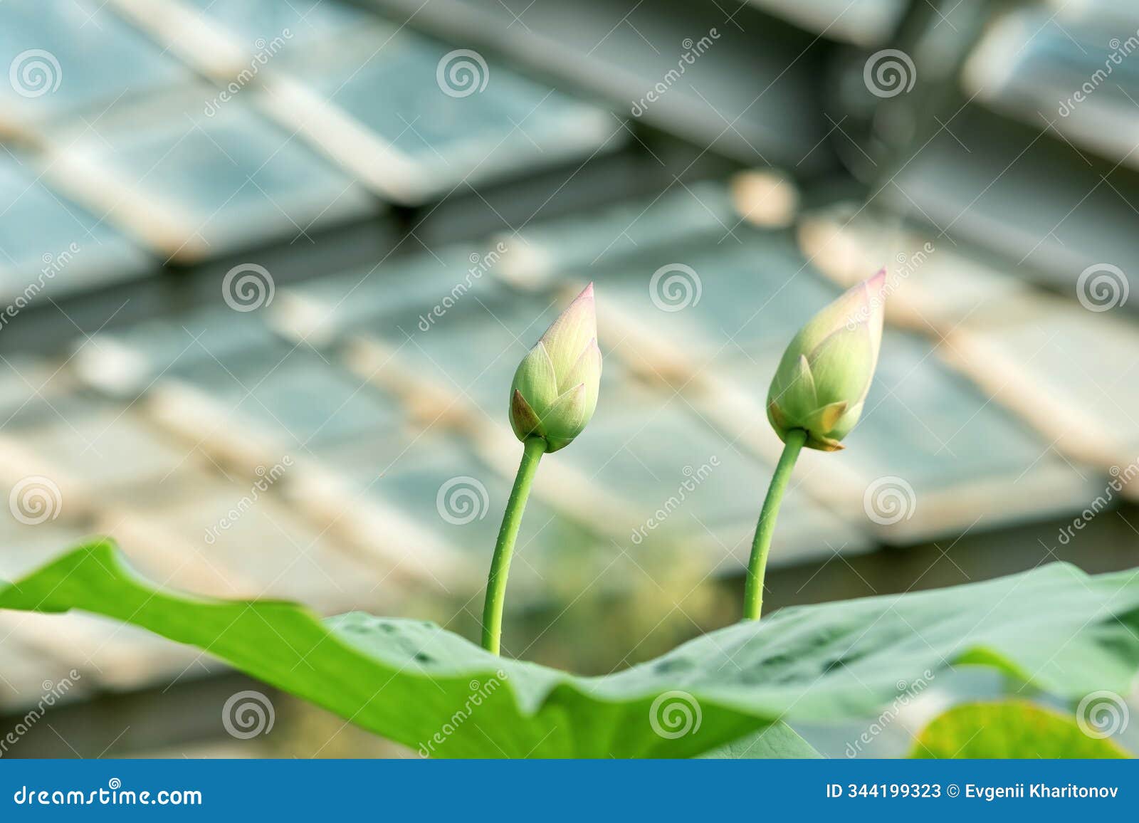 Young Buds Sprouting From The Stem. Stock Image | CartoonDealer.com ...