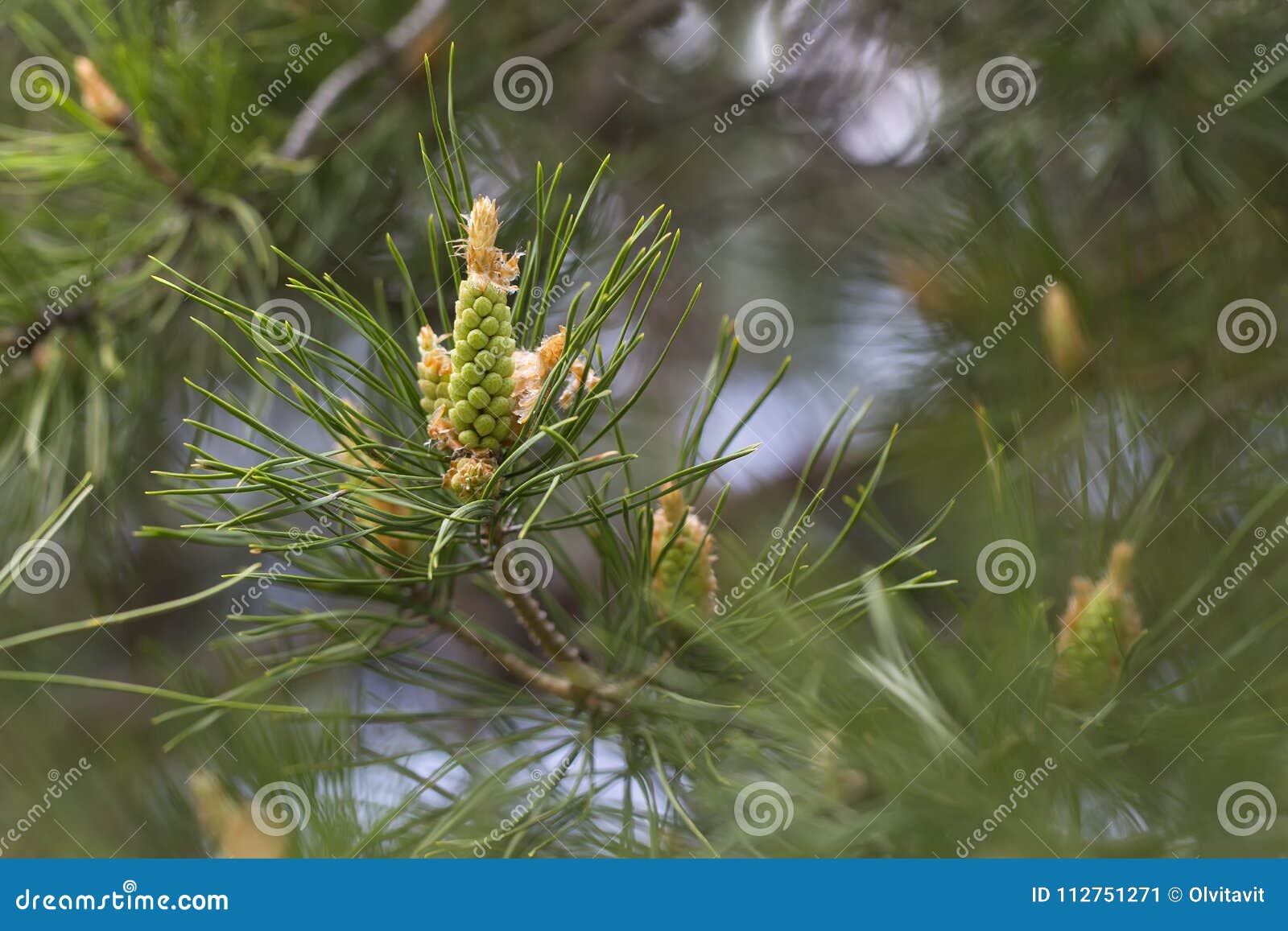 Young Buds of Pine on Branches Stock Image - Image of conifer, spring ...