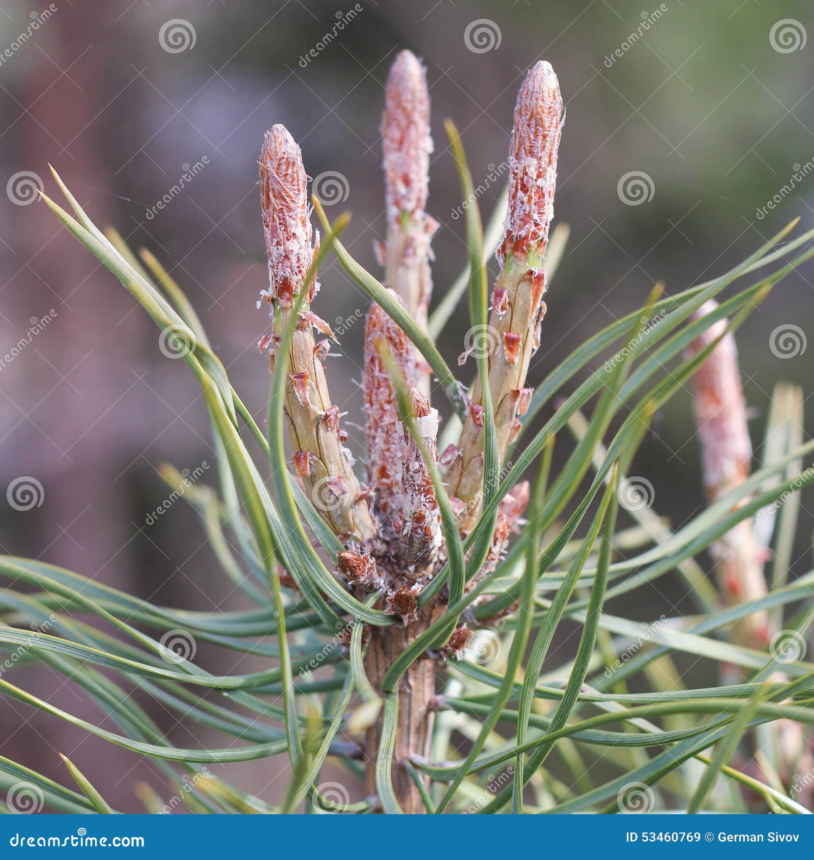 Young buds pine stock image. Image of coniferous, needles - 53460769