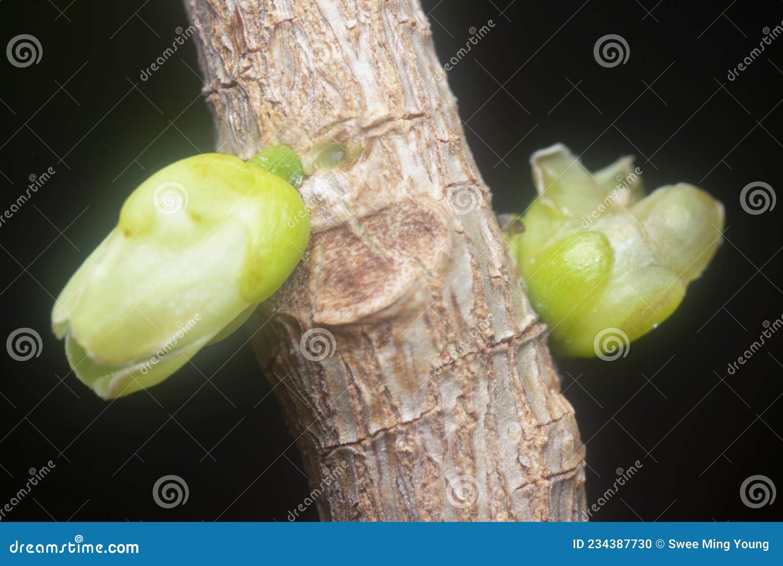 Young Buds Sprouting from the Stem. Stock Photo - Image of meristem ...