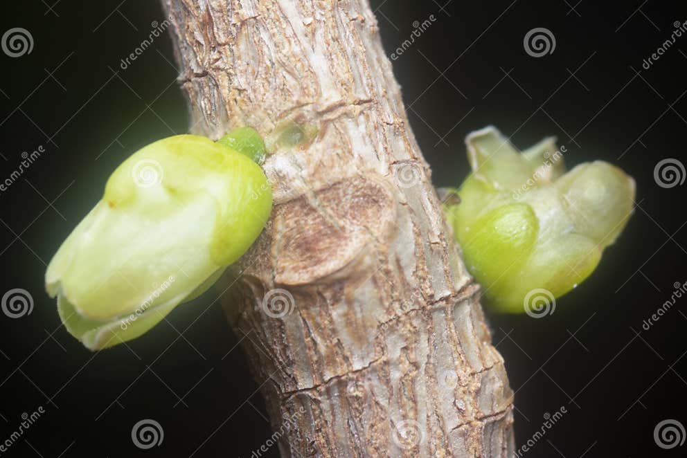 Young Buds Sprouting from the Stem. Stock Photo - Image of meristem ...