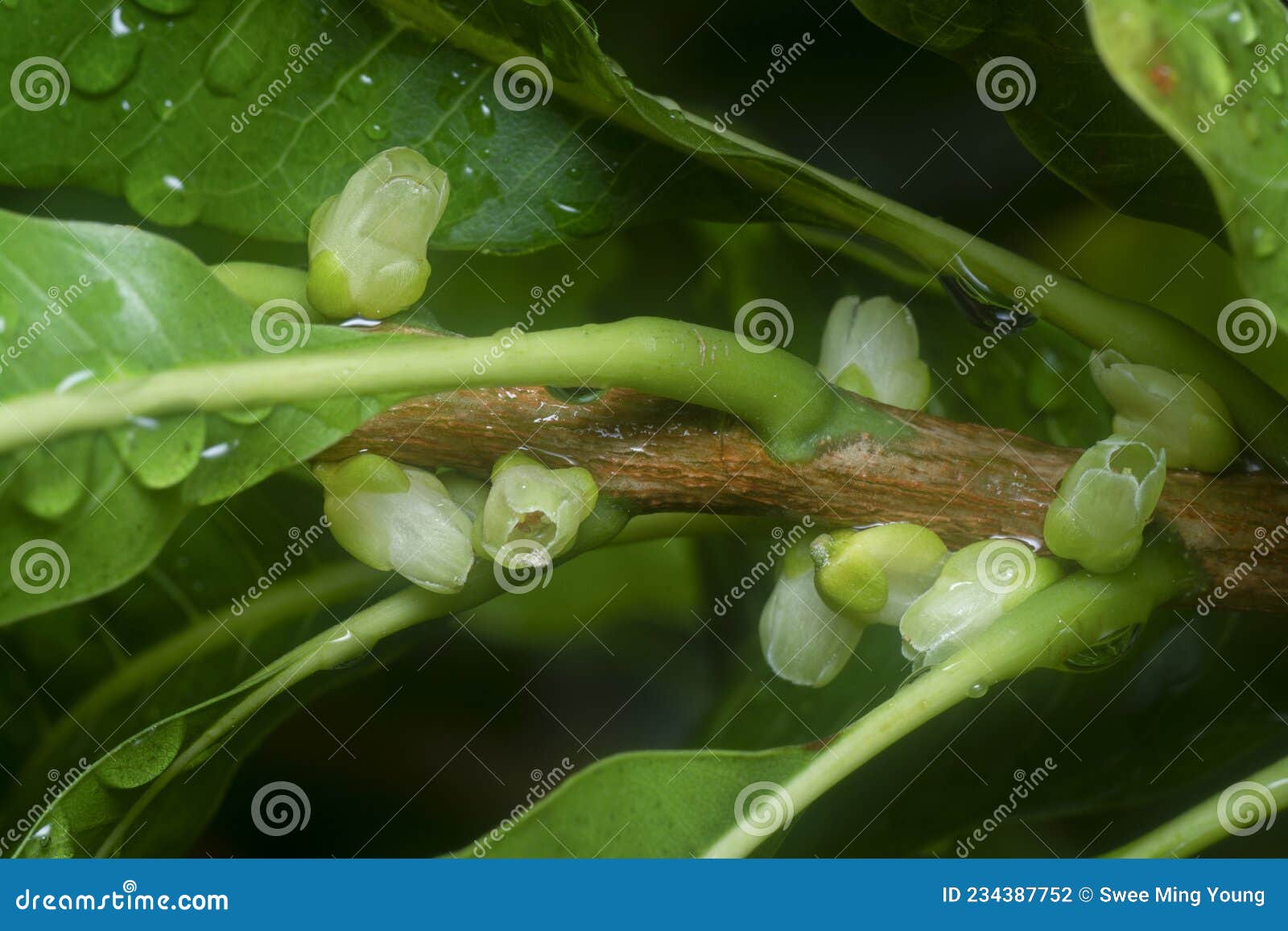 Young Buds Sprouting from the Stem. Stock Photo - Image of ecology ...