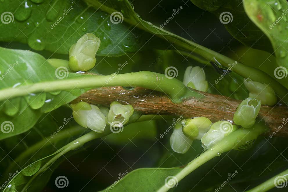 Young Buds Sprouting from the Stem. Stock Photo - Image of ecology ...