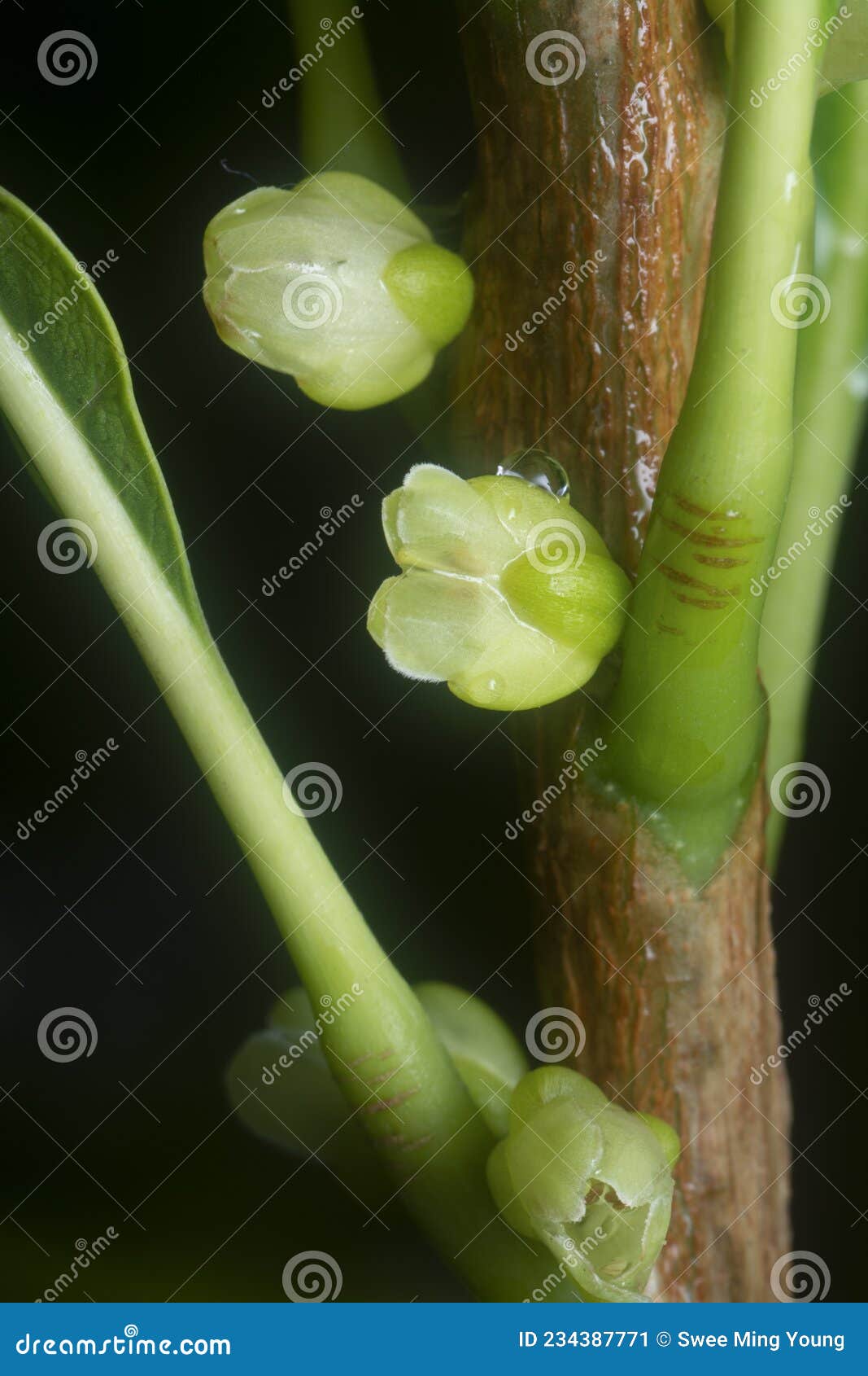 Young Buds Sprouting from the Stem. Stock Image - Image of budding ...