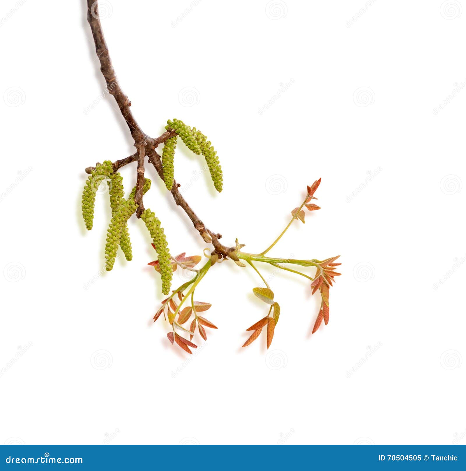 Young Buds Walnut Tree Photos - Free & Royalty-Free Stock Photos from ...