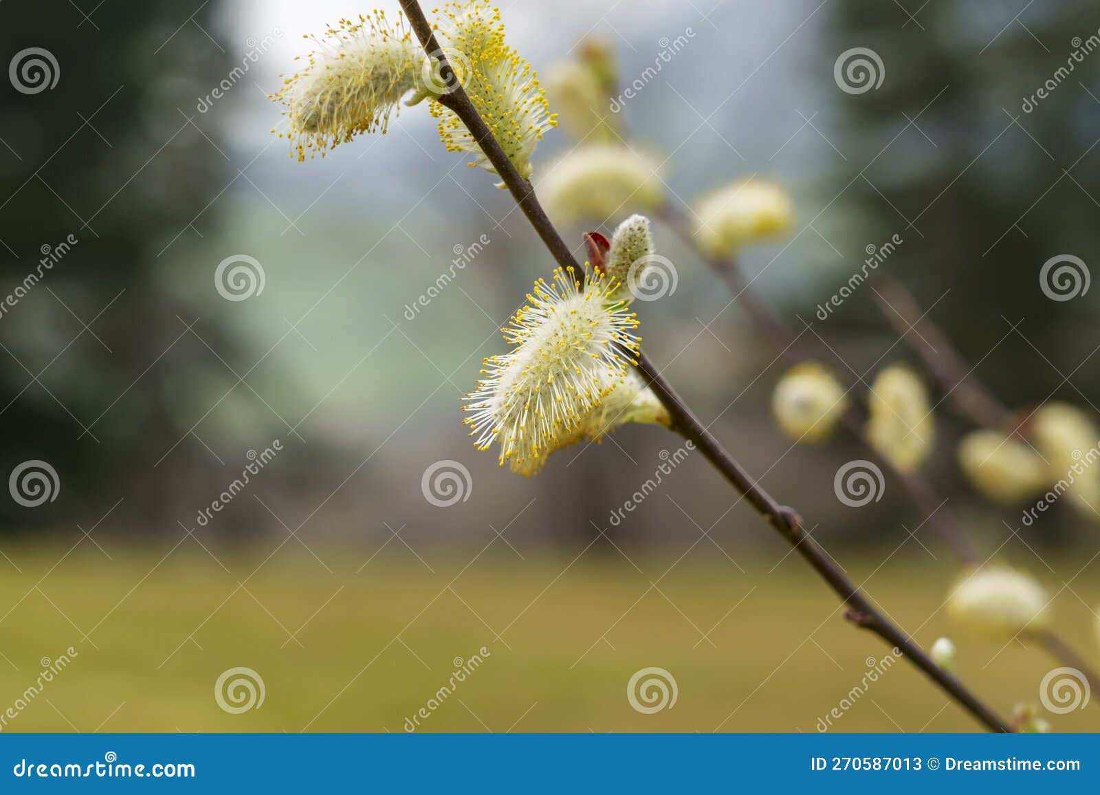 Young Buds of a Willow Tree Closeup in the Park Stock Image - Image of ...