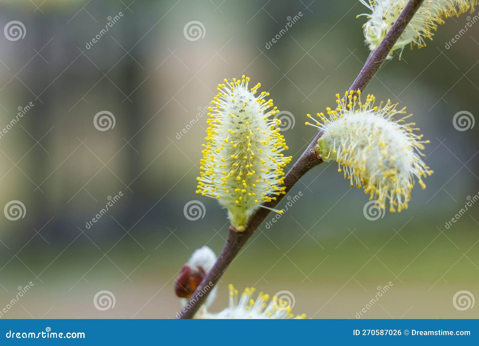 Young Buds of a Willow Tree Closeup in the Park Stock Photo - Image of ...