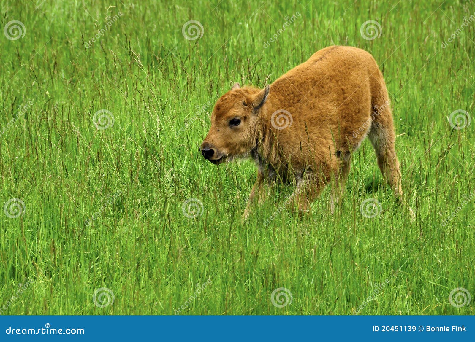 Young buffalo stock image. Image of meadow, grass, green - 20451139