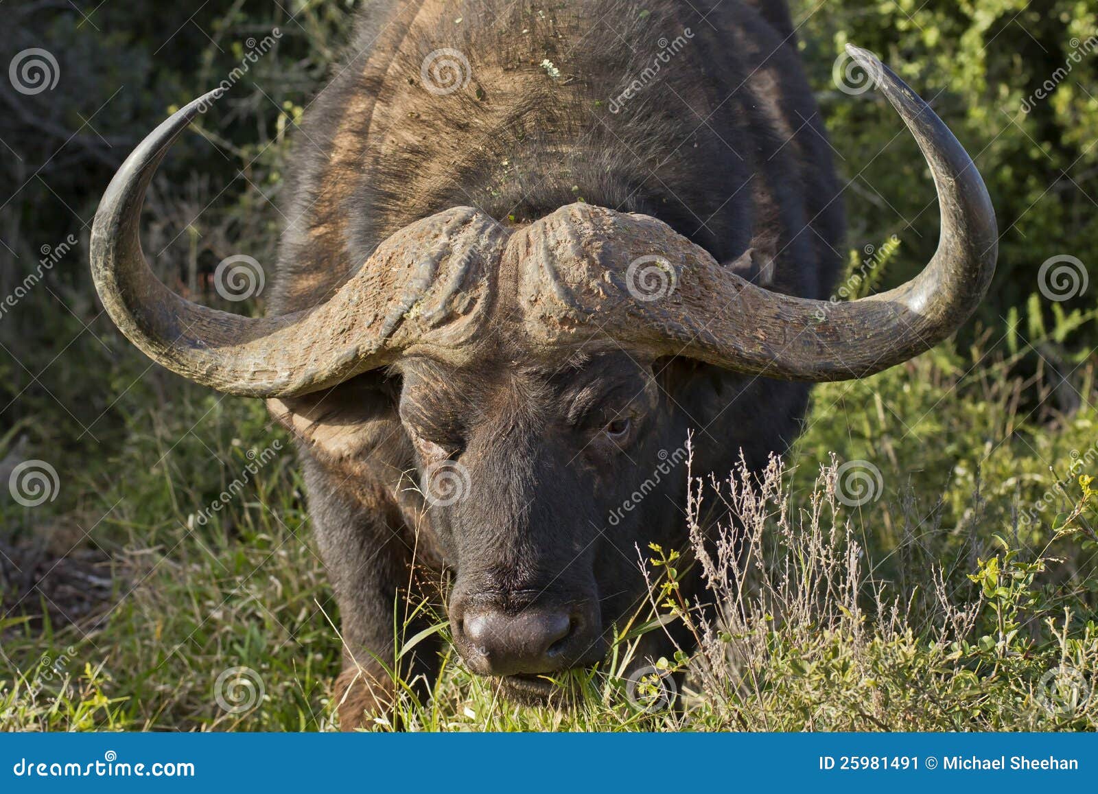 Young Buffalo stock image. Image of hostile, large, hungry - 25981491