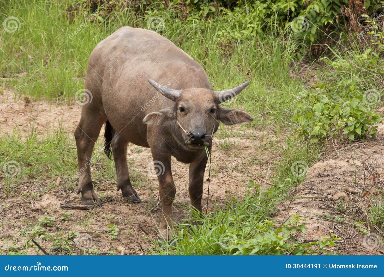 Young buffalo stock image. Image of baby, african, large - 30444191
