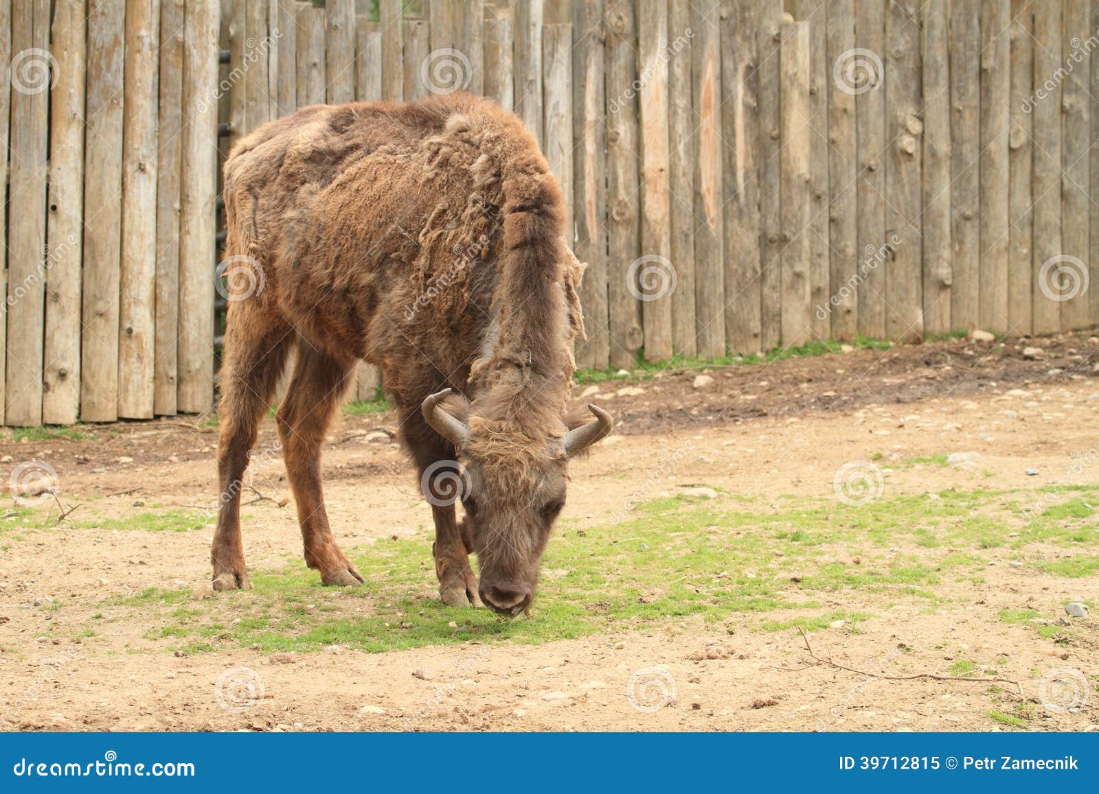 Young buffalo stock image. Image of animal, standing - 39712815