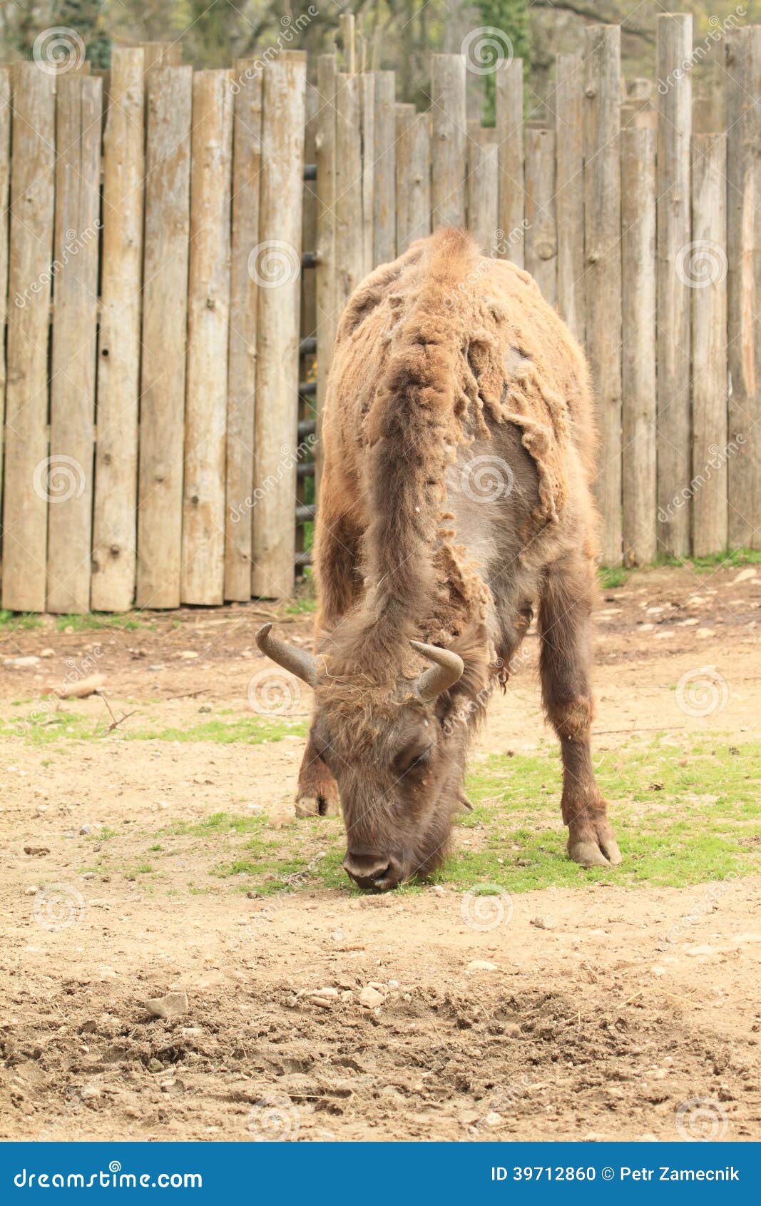 Young buffalo stock photo. Image of young, whelp, ground - 39712860