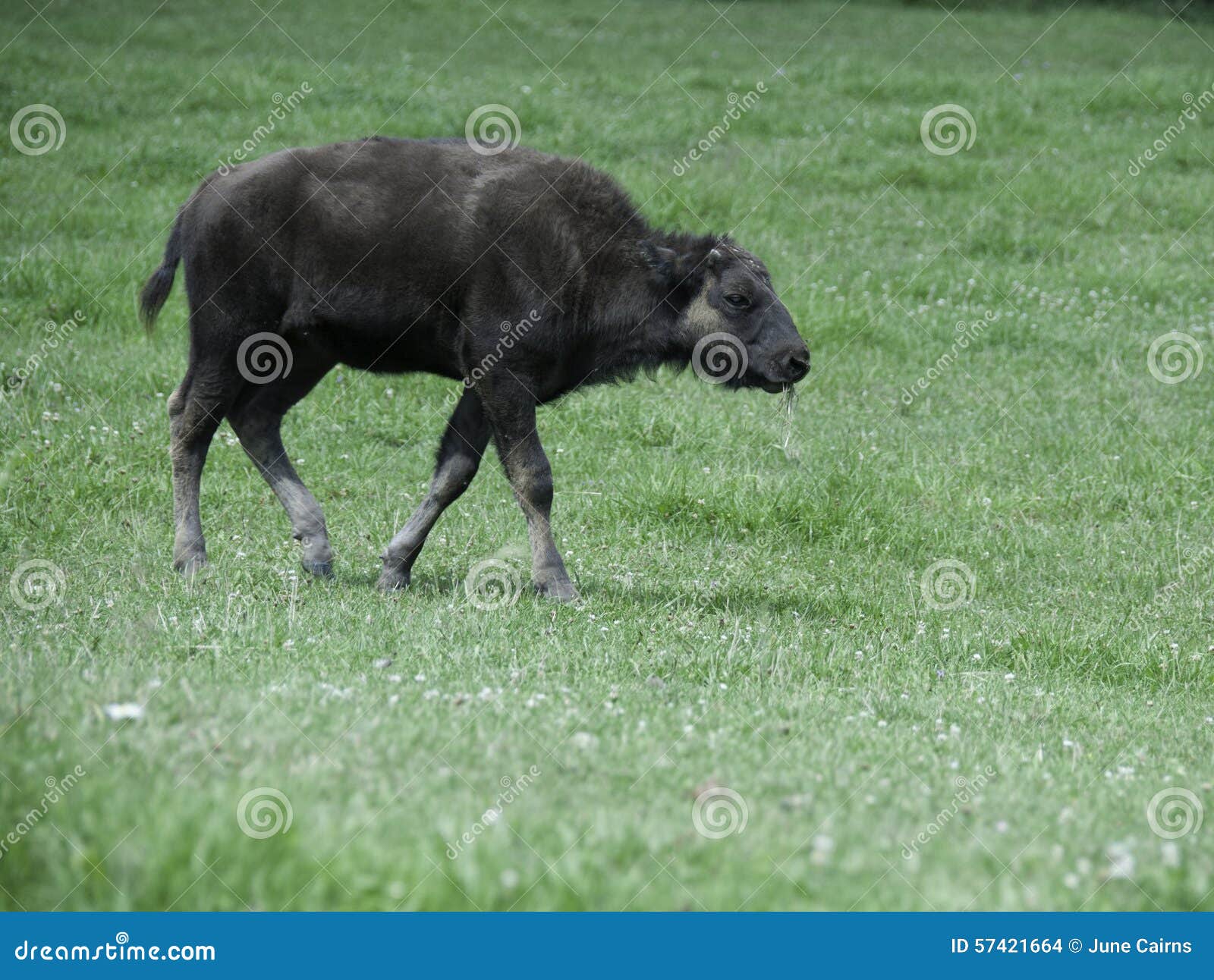 Young buffalo stock photo. Image of calf, young, baby - 57421664