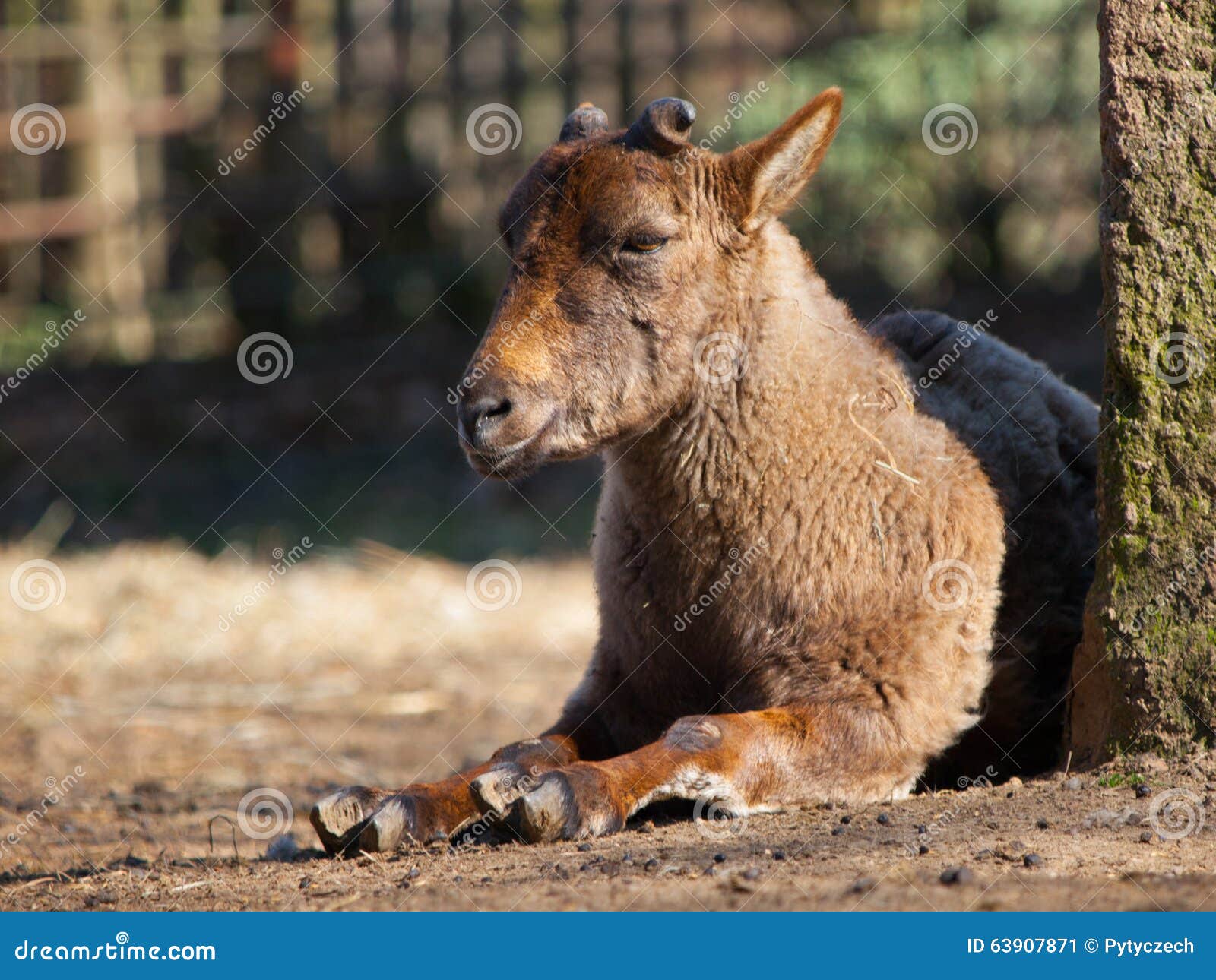 Young Bukharan Markhor stock image. Image of baby, asia - 63907871