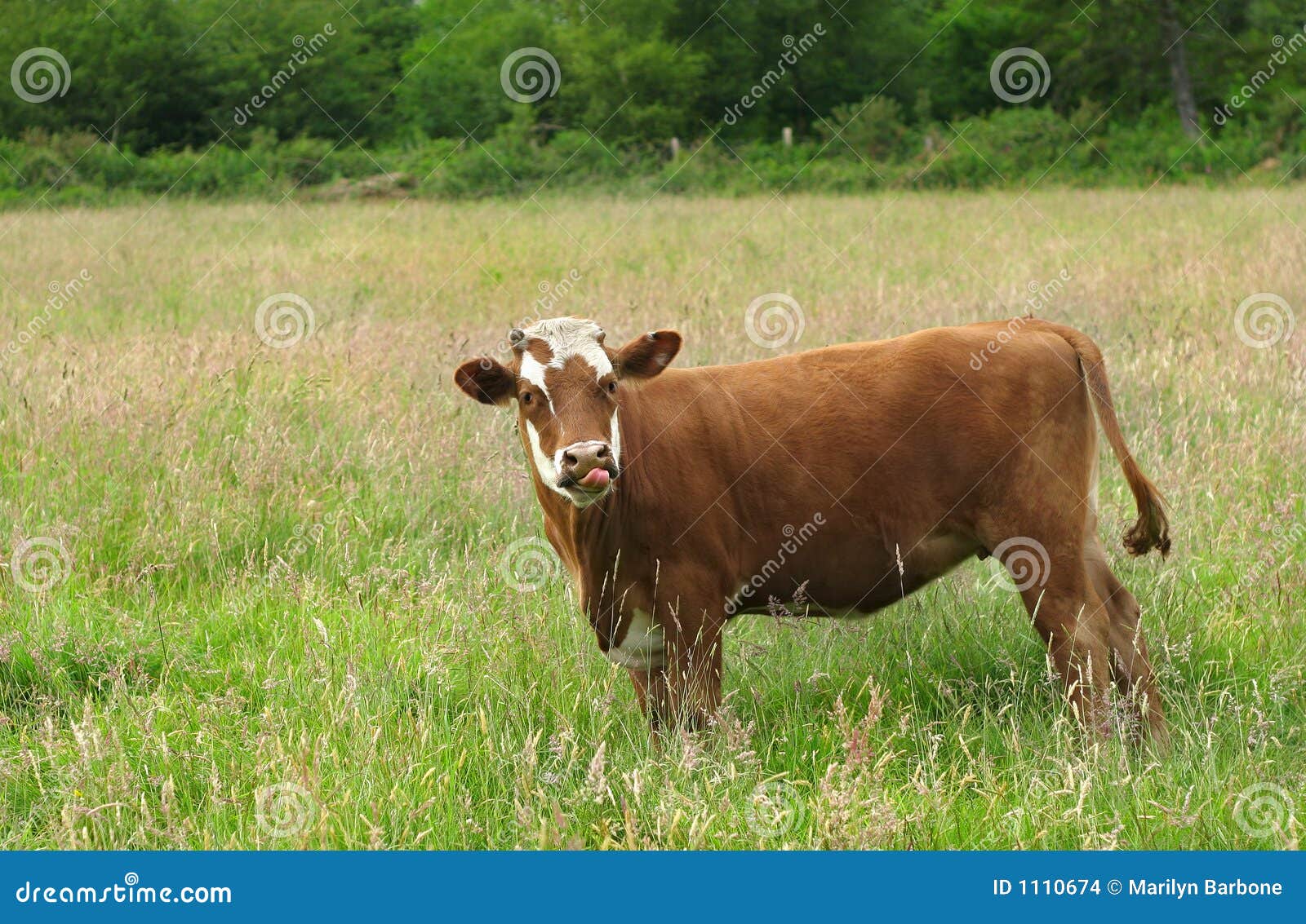 Young Bull stock photo. Image of agriculture, looking - 1110674