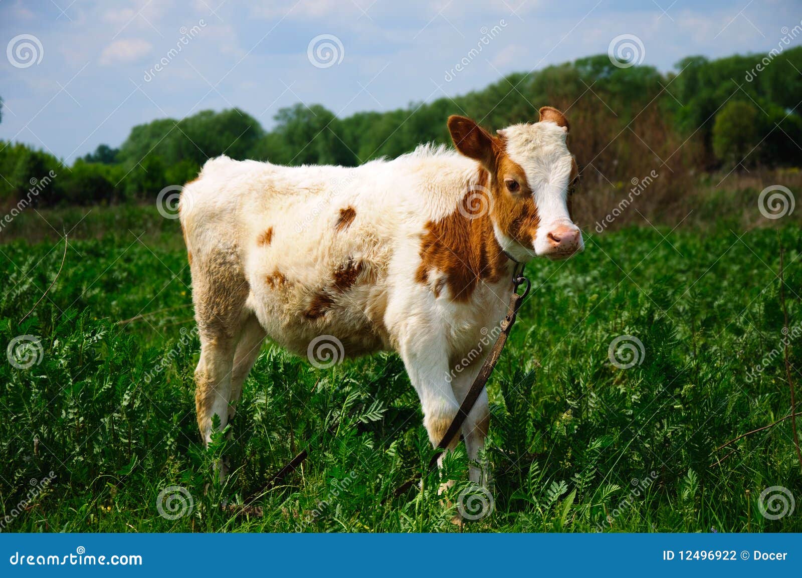 Young bull stock photo. Image of scene, summer, calf - 12496922