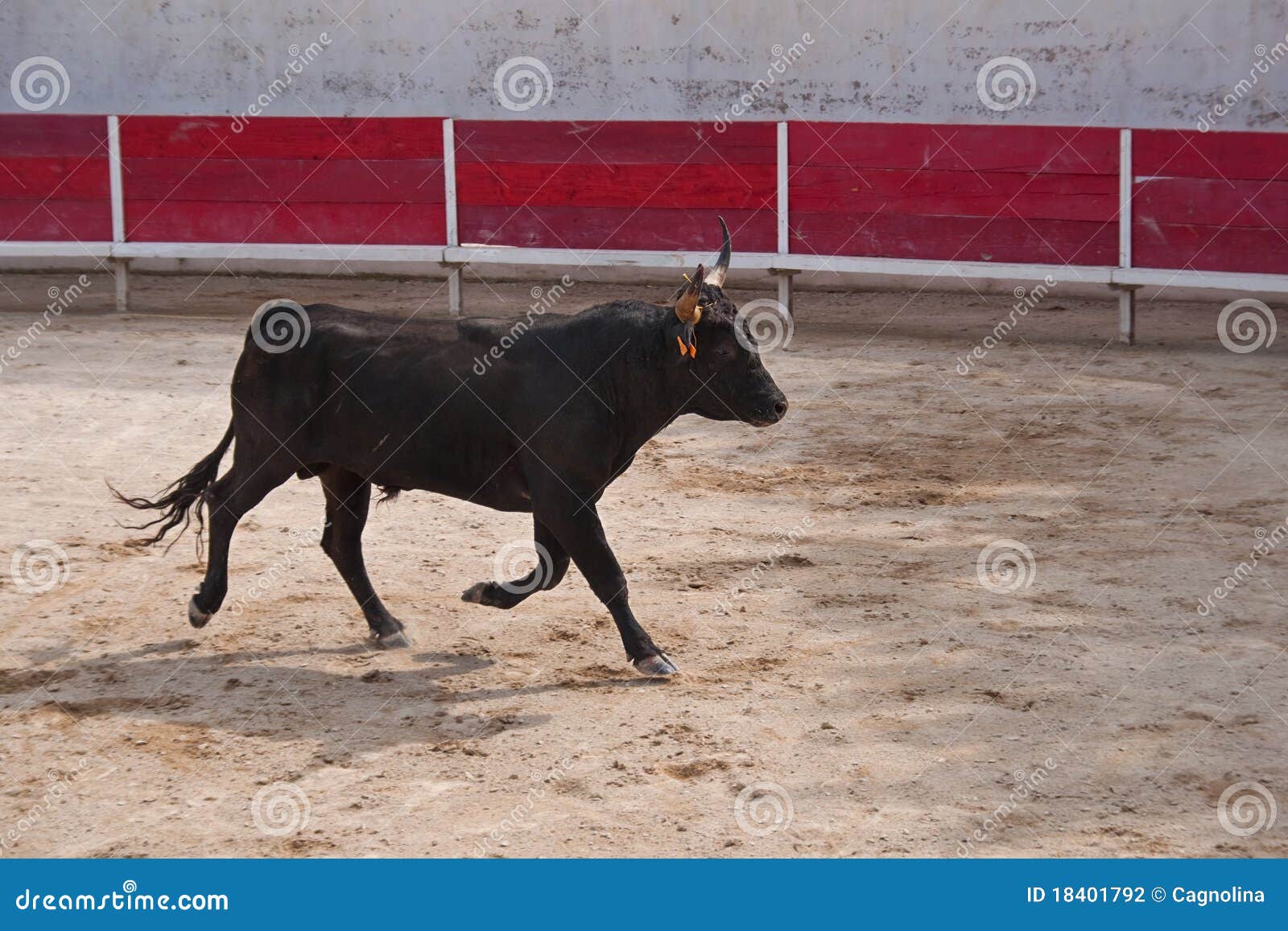 Young bull stock photo. Image of bull, fighter, bloody - 18401792