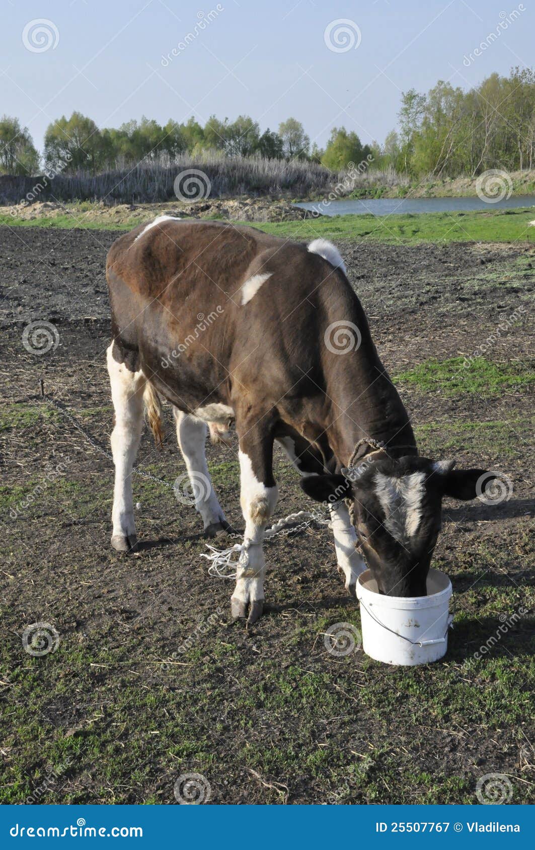 Young bull stock image. Image of lake, rural, mammal - 25507767