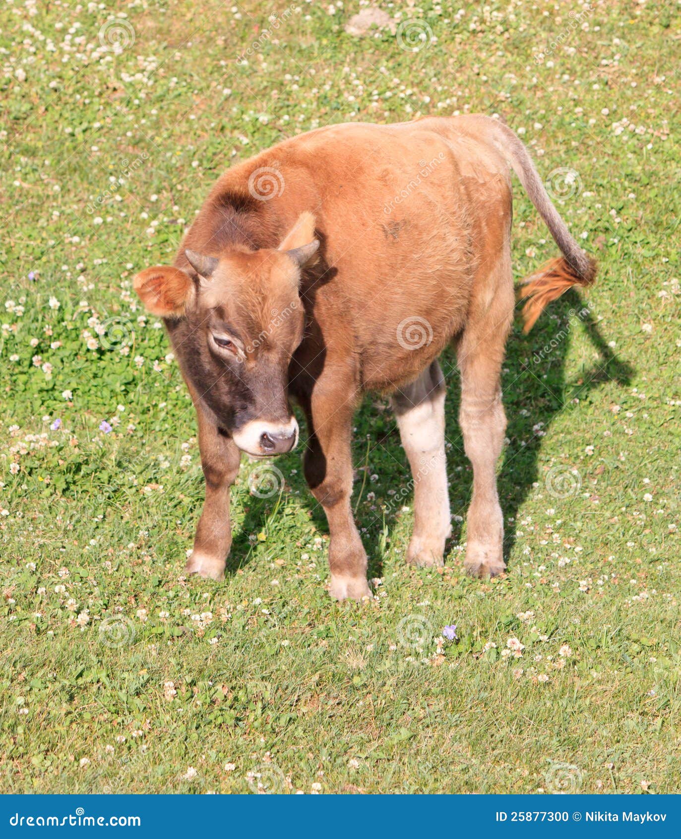 A young bull stock photo. Image of brown, pasture, grass - 25877300
