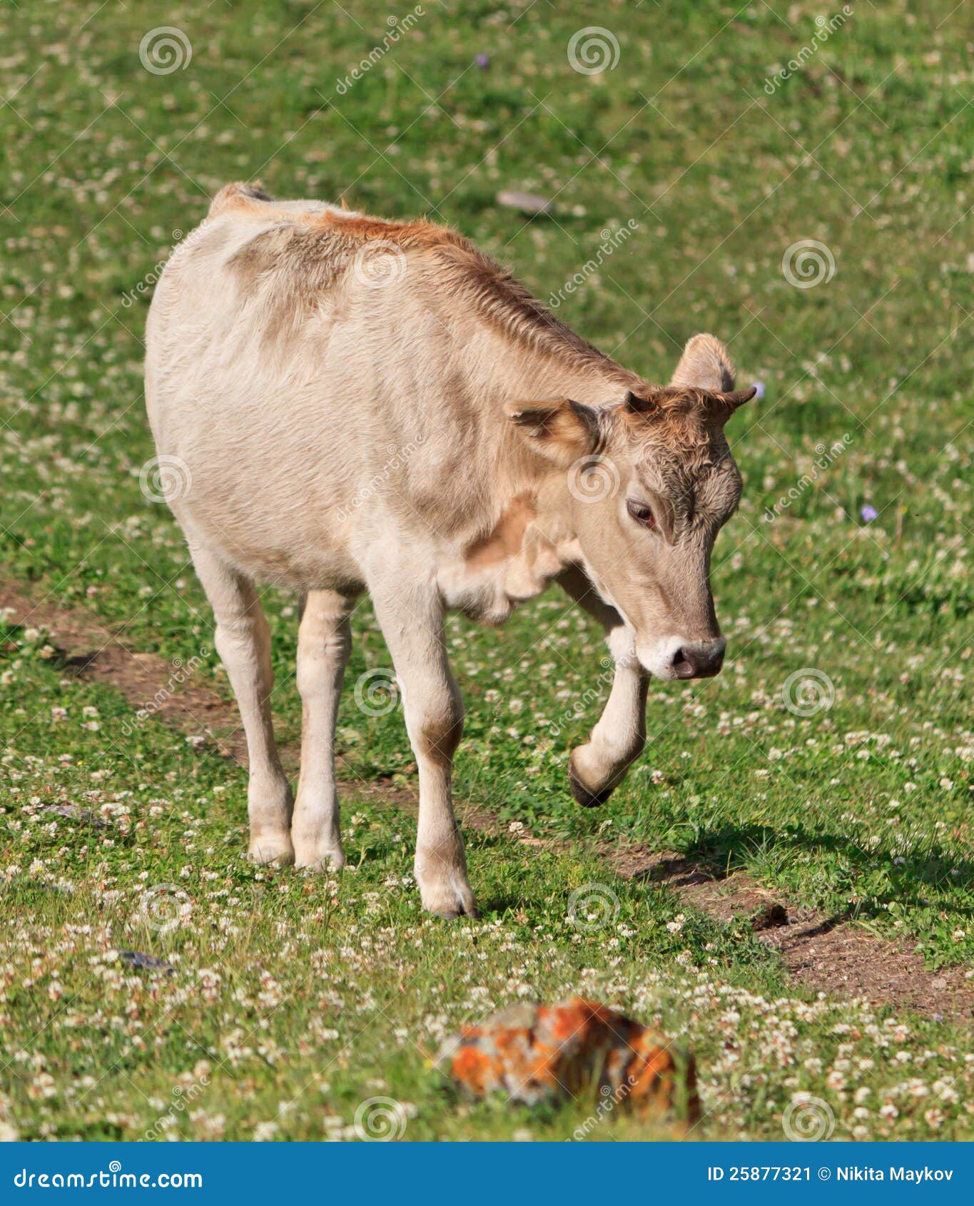 A young bull stock image. Image of front, grass, nature - 25877321