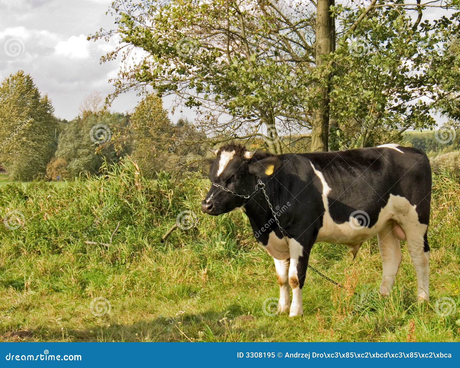 Young bull stock image. Image of grass, forest, livestock - 3308195
