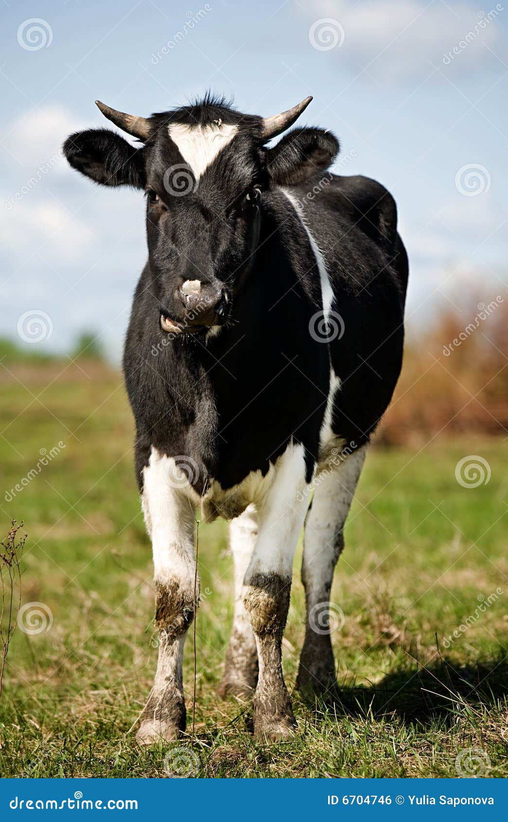 Young bull stock photo. Image of pasture, blue, livestock - 6704746