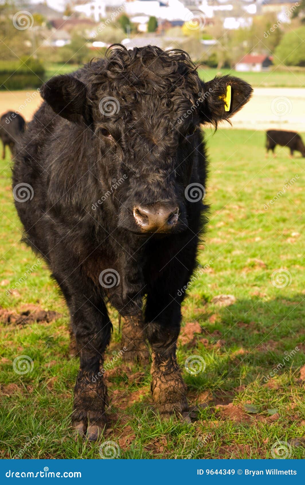 Young Bull stock image. Image of landscape, cute, grassland - 9644349