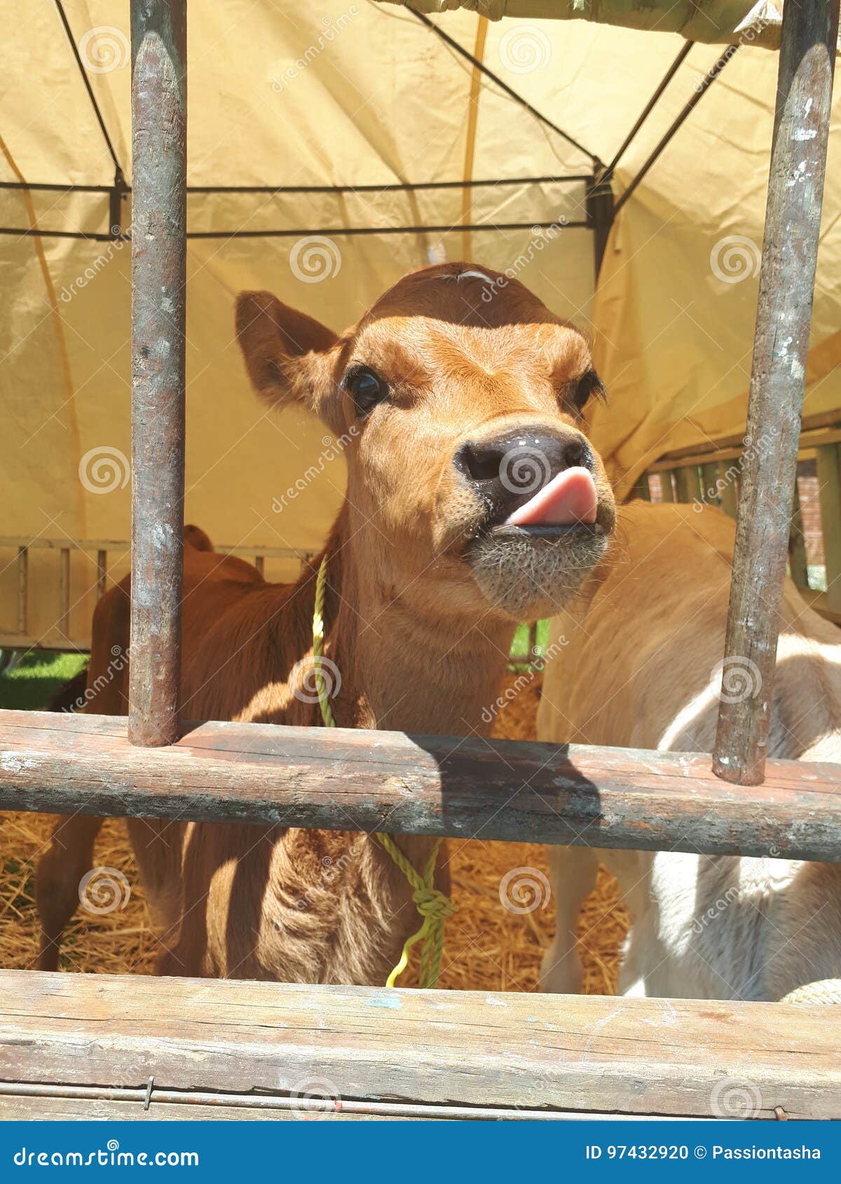 Young Bull stock photo. Image of haha, farm, bulls, loving - 97432920