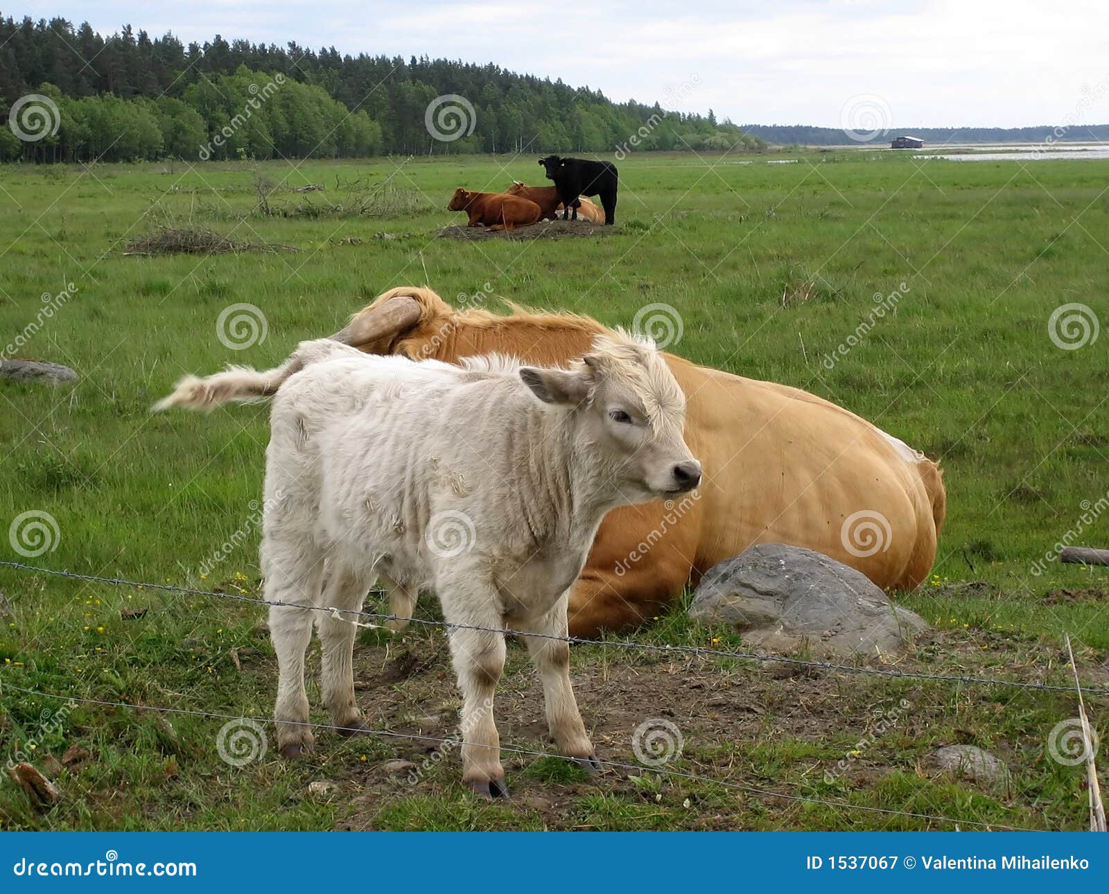 Young Bull-calf Picture. Image: 1537067