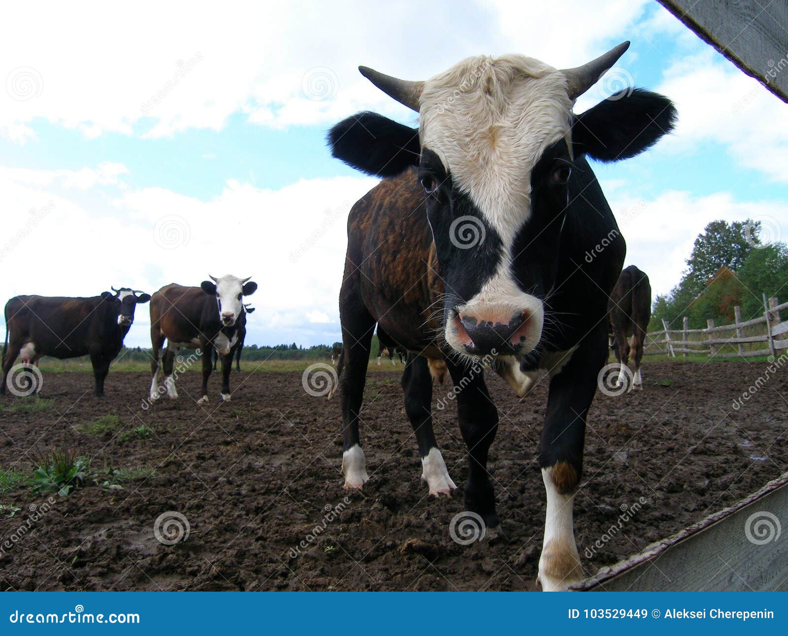 Young Bull-calf on the Pasture Stock Image - Image of field, pasture ...