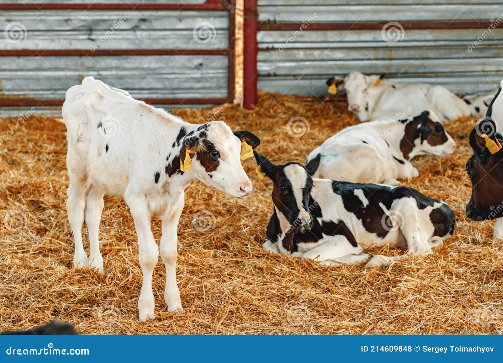 Young Bull Calf in a Stall on a Farm Stock Photo - Image of mammal ...