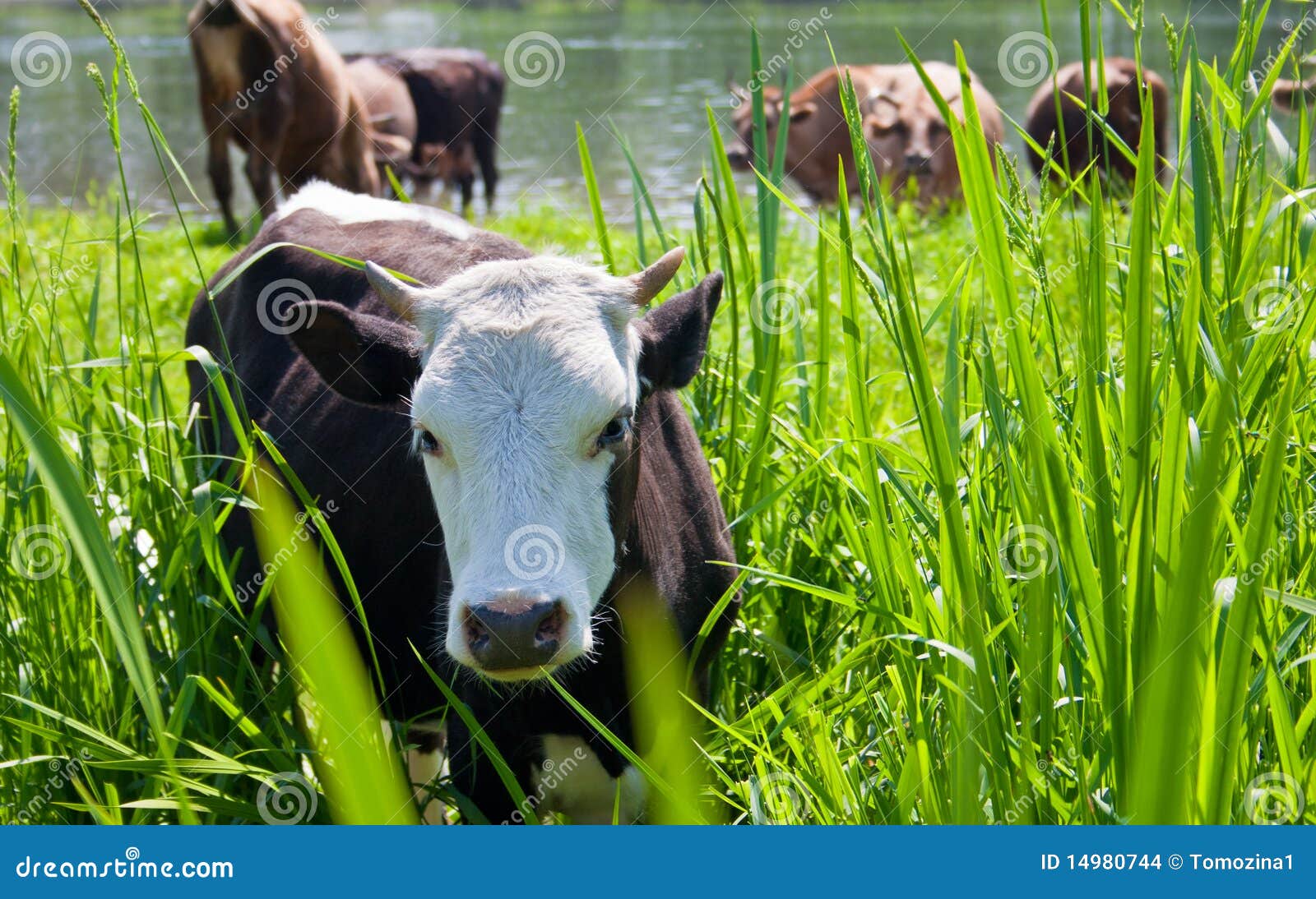 Young Bull-calfe on Pasture Stock Photo - Image of field, grass: 14980744