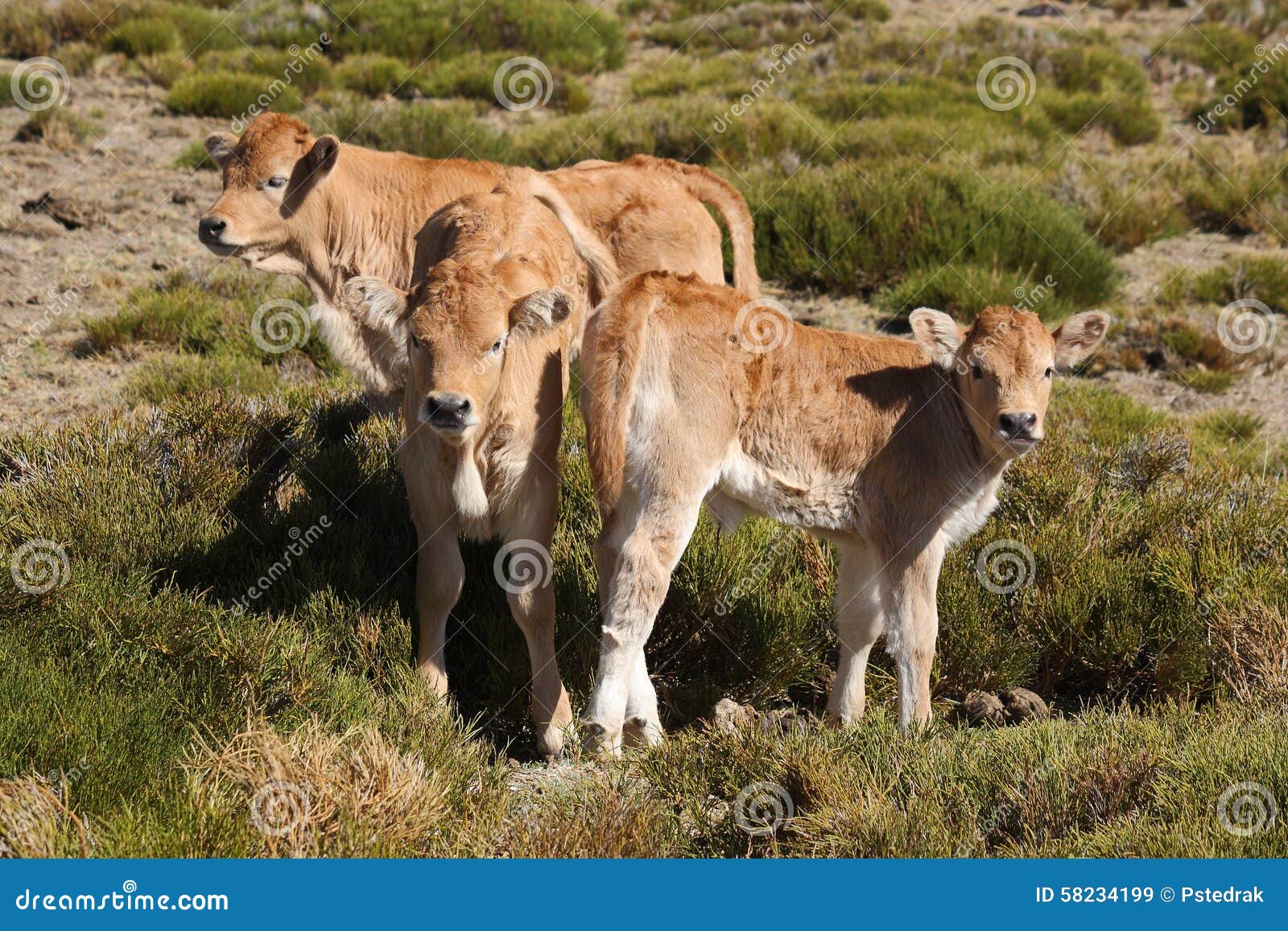 Young bull calves in field stock image. Image of domesticated - 58234199