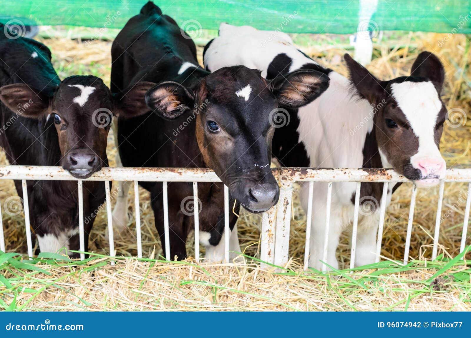 Young Bull-calves in the Shed Stock Photo - Image of little, thailand ...