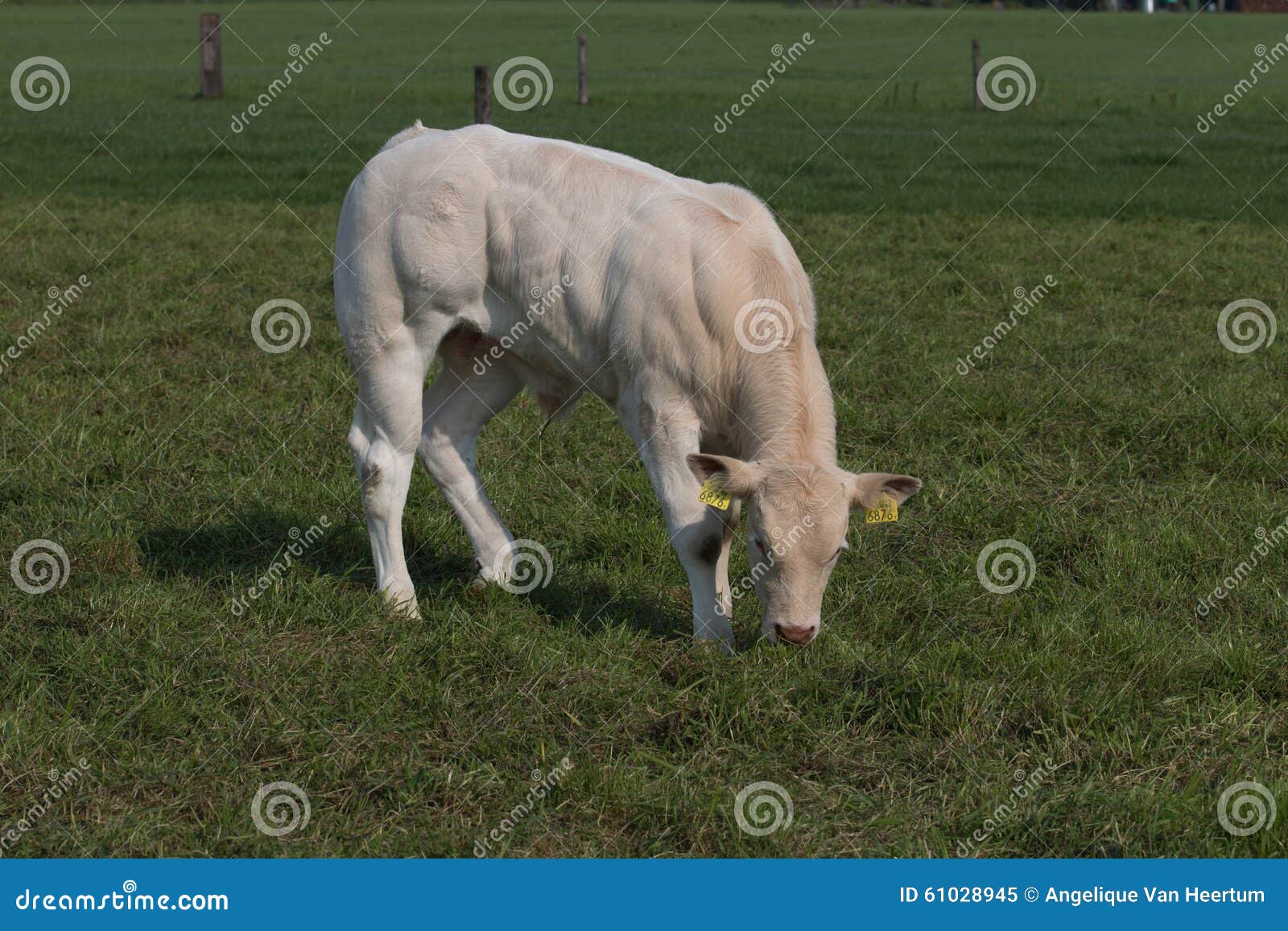 Young bull eating grass stock image. Image of bull, agriculture - 61028945