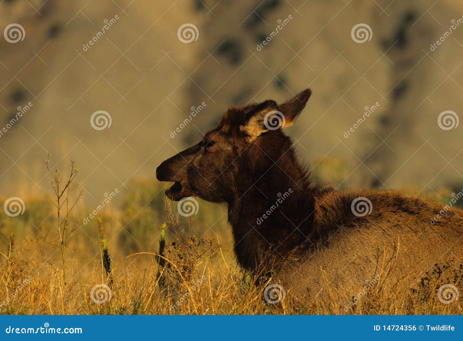 Young Bull Elk Bedded stock photo. Image of bull, wildlife - 14724356