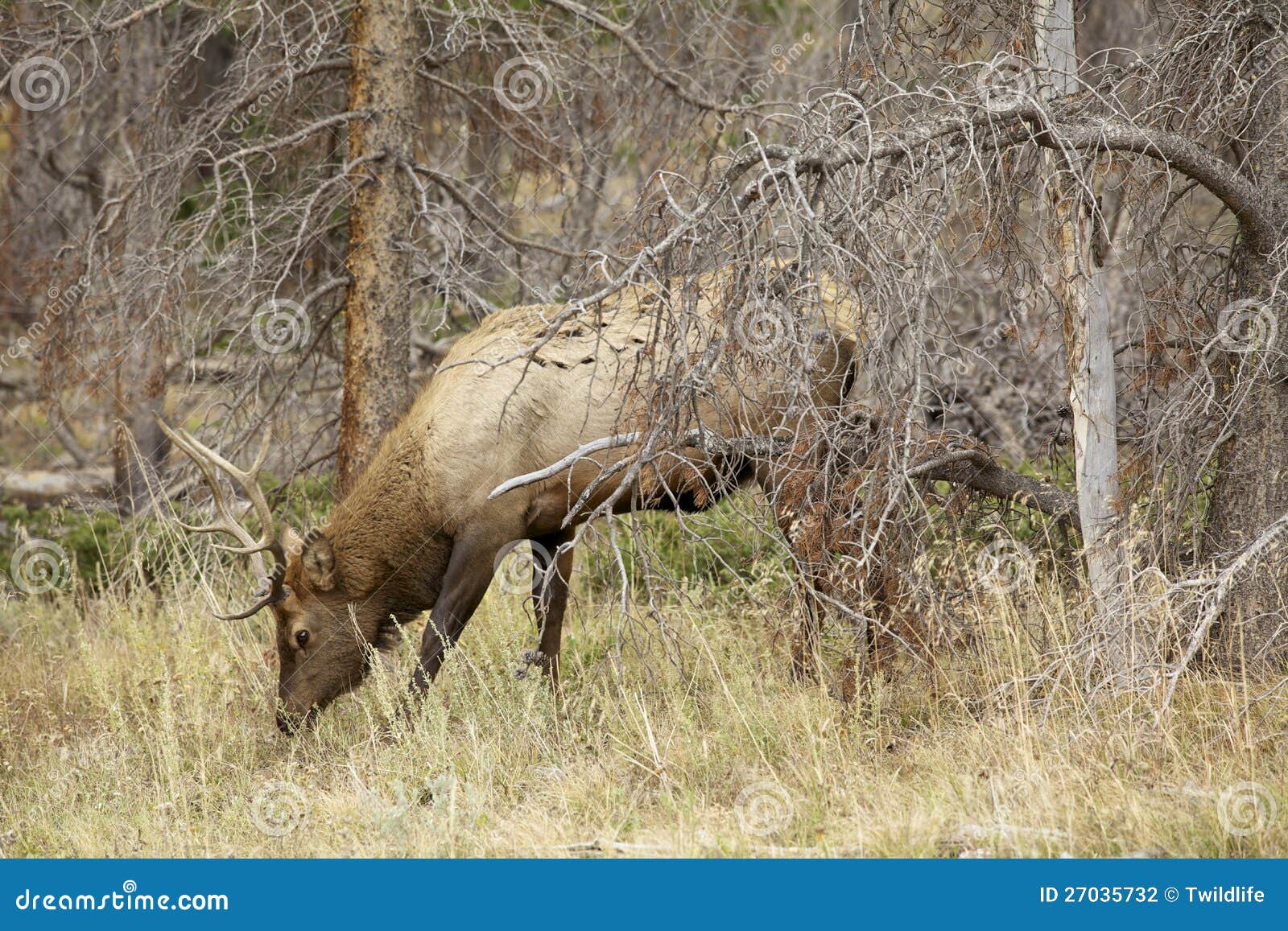 Young Bull Elk Feeding stock photo. Image of antlers - 27035732